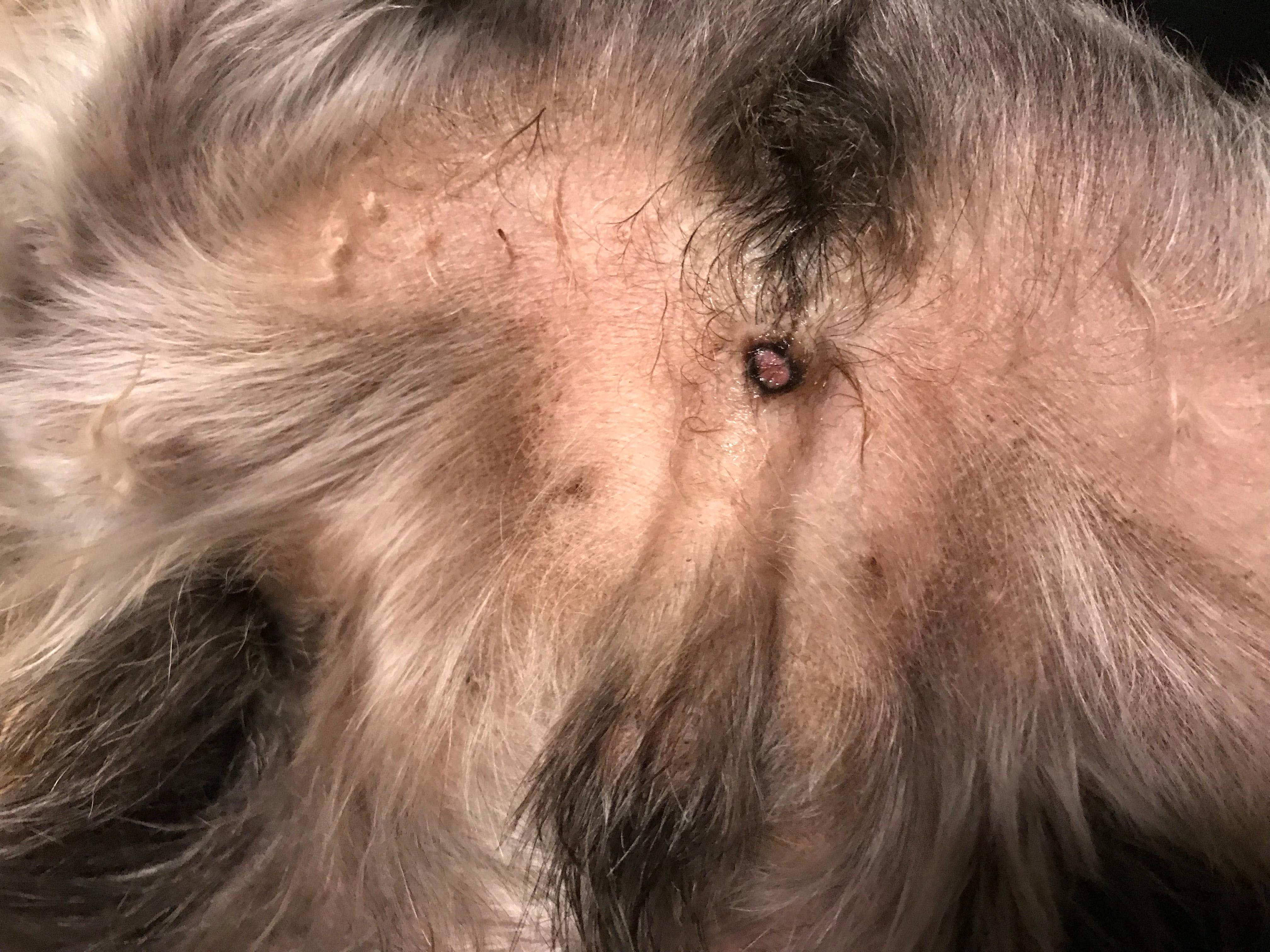 Why Isn't My Dog's Neuter Incision Healing After Two Months? | Petco