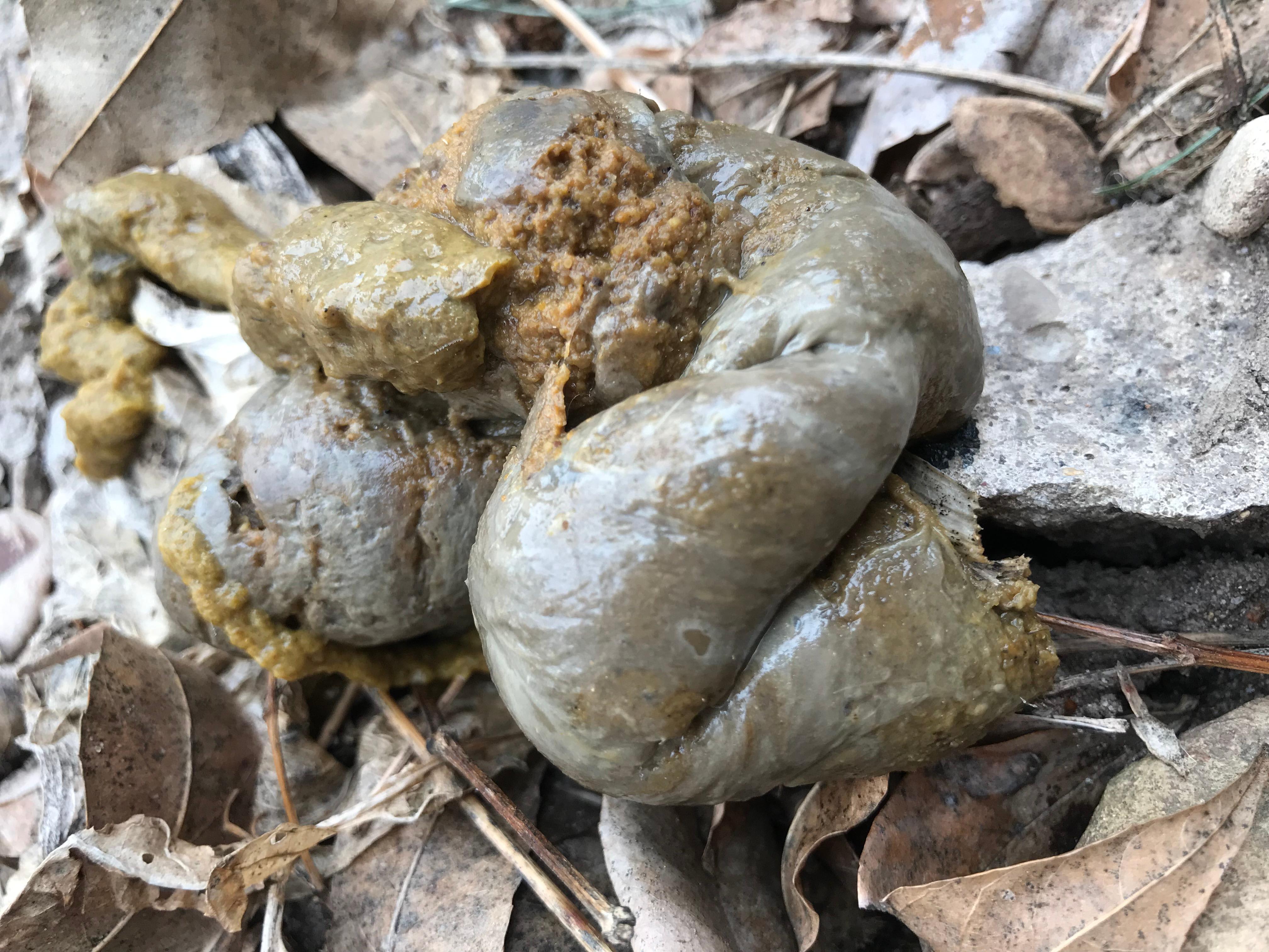 My Puppy's Poop Has Grey Film: Should You Be Worried? | Petco