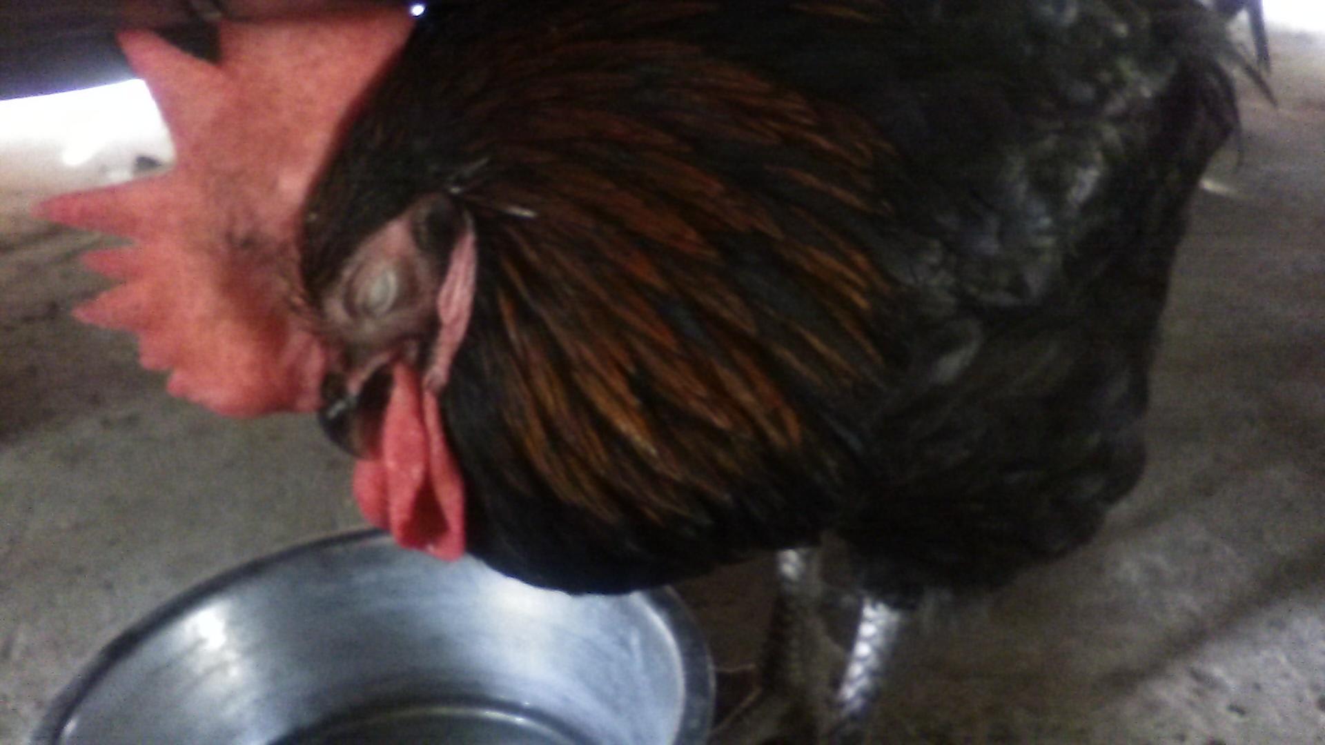 Why Is My Rooster Sad, Not Crowing, & Has Green Watery Poop? | Petco