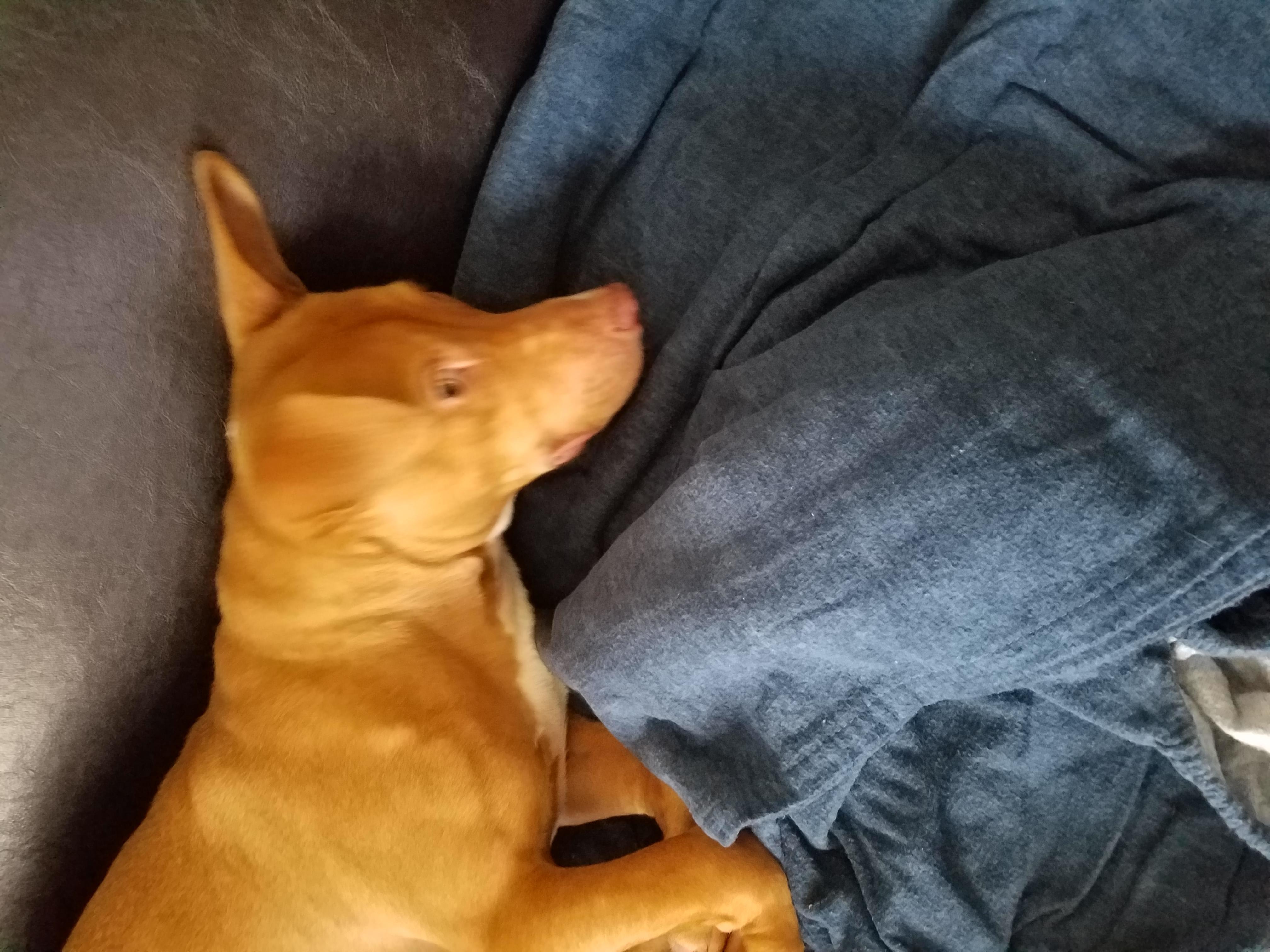 My puppy Lexie will not eat or drink. She vomit her food from yesterday ...