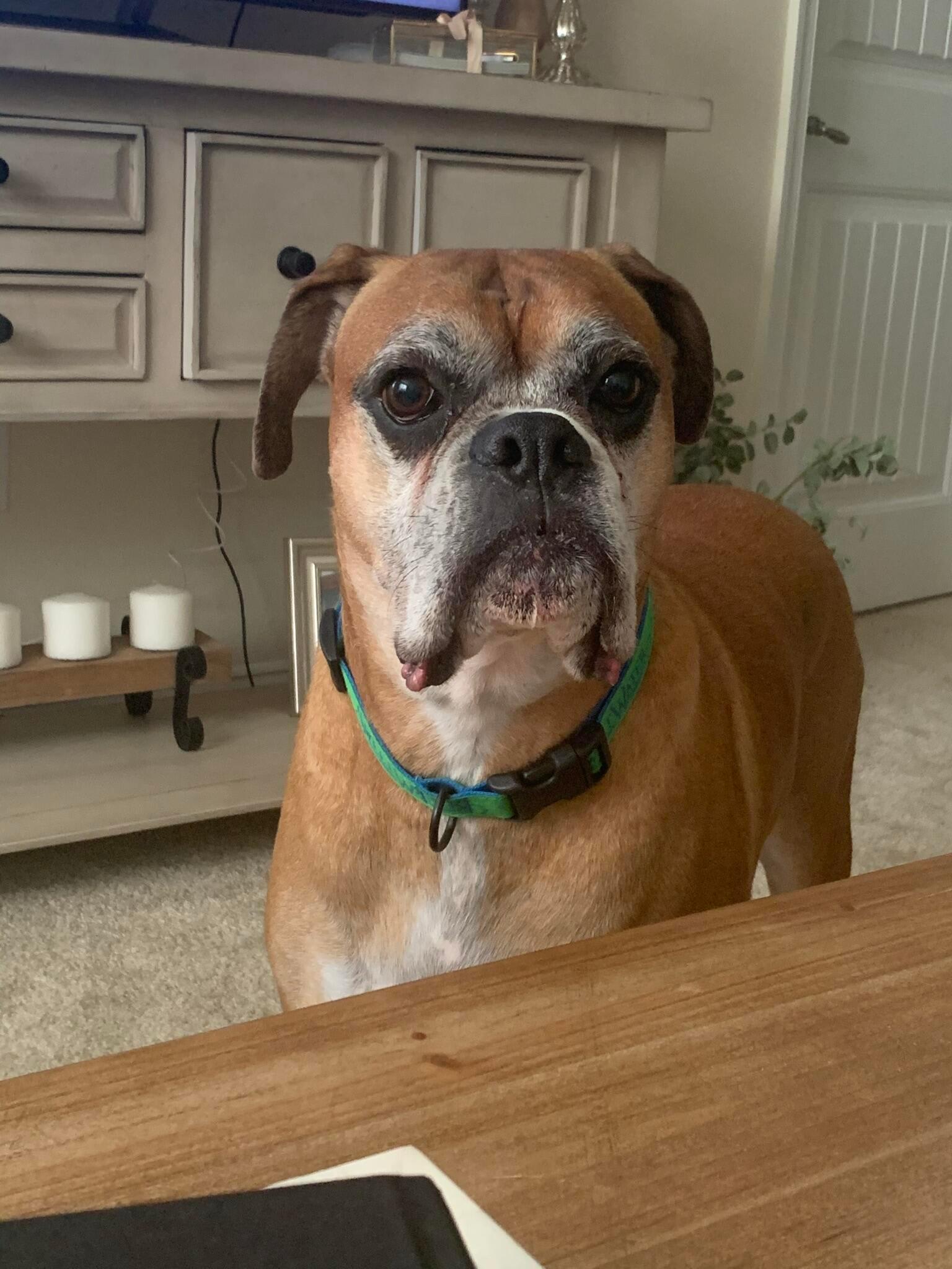 My Boxers have swollen jowls after moving. Allergic reaction? | Petco