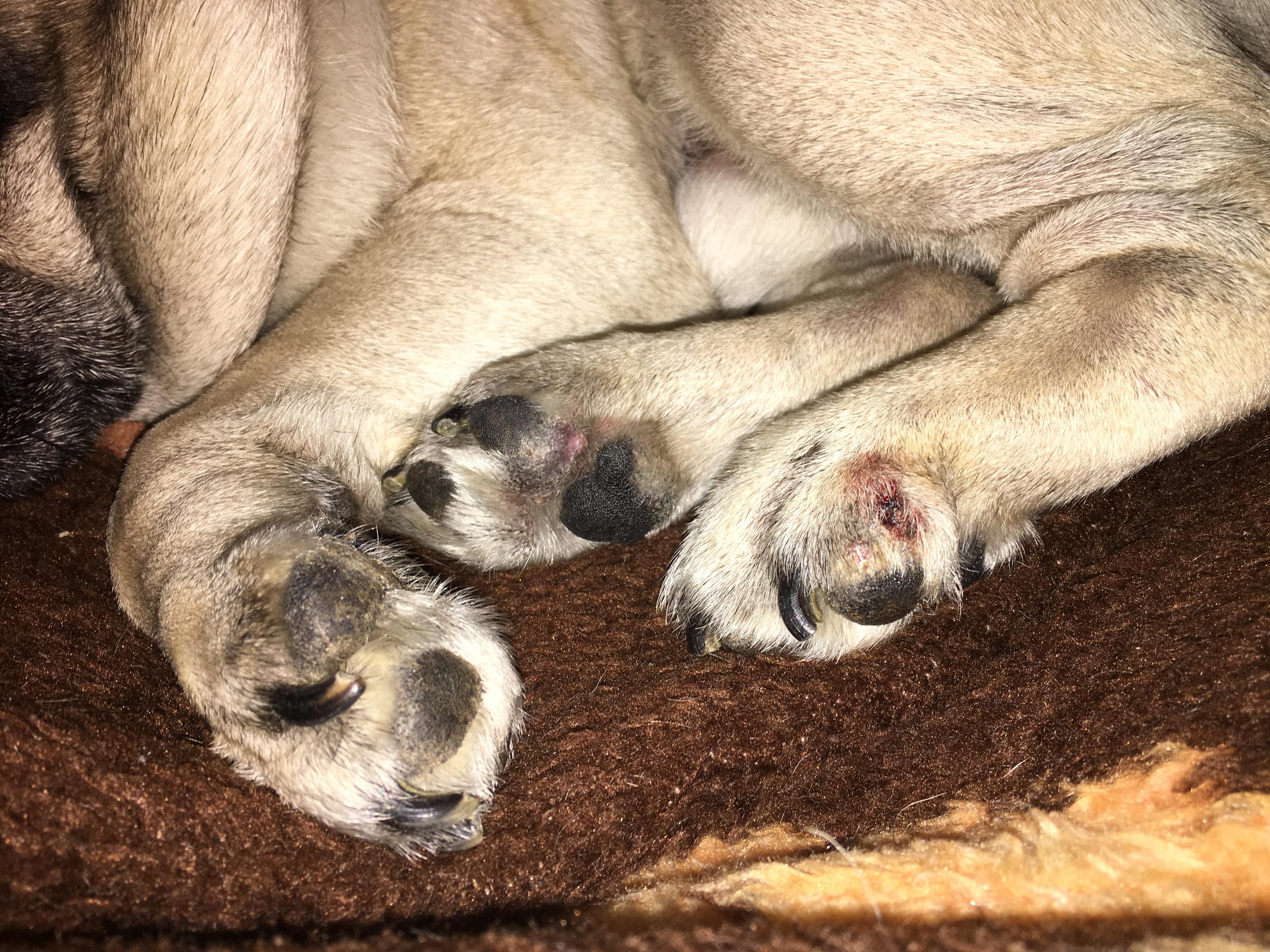 My pug has painful, bleeding paw blisters. What should I do? | Petco