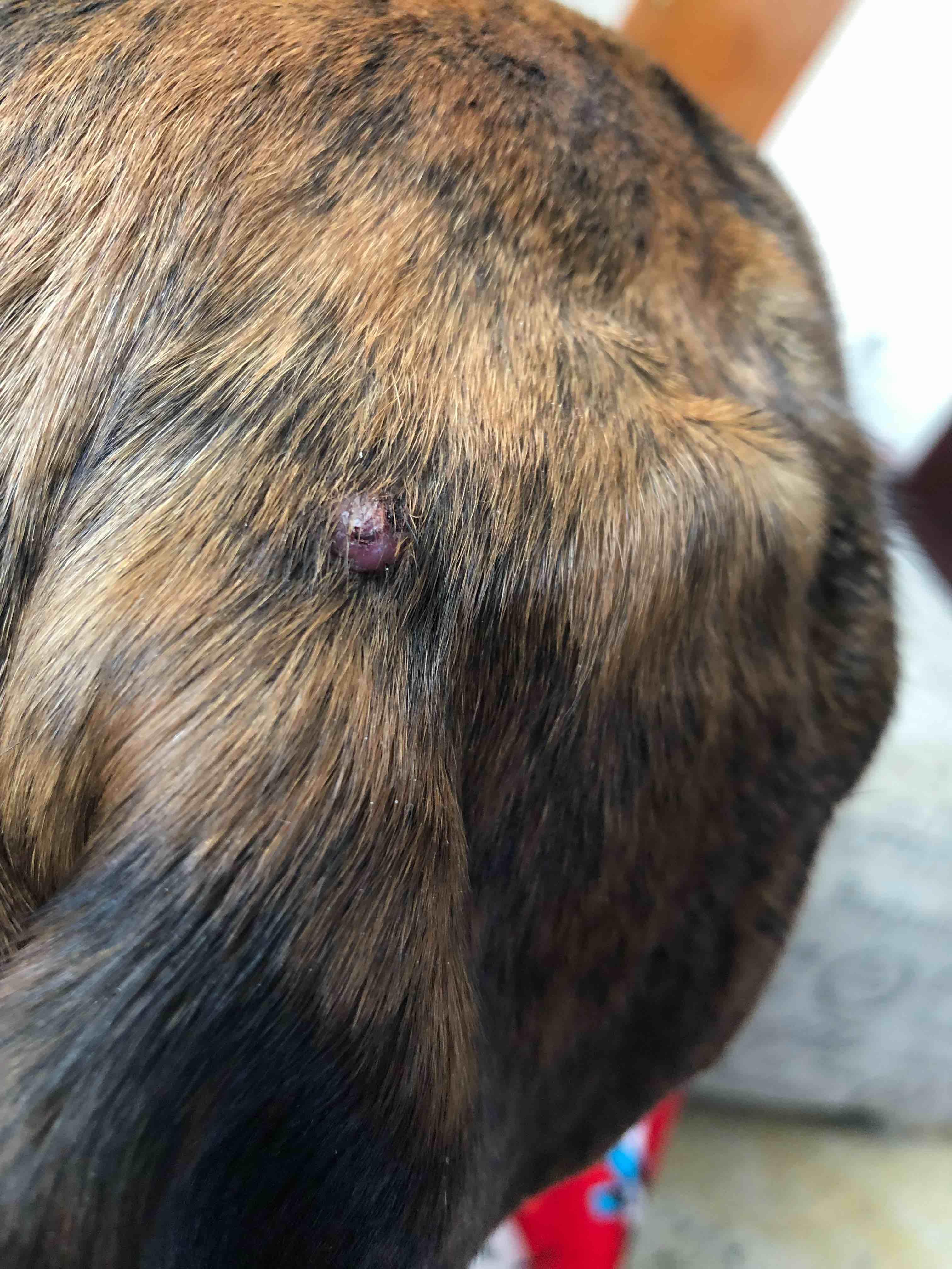 My Dog Has an Ear Bump: Is It Serious or Will It Go Away? | Petco