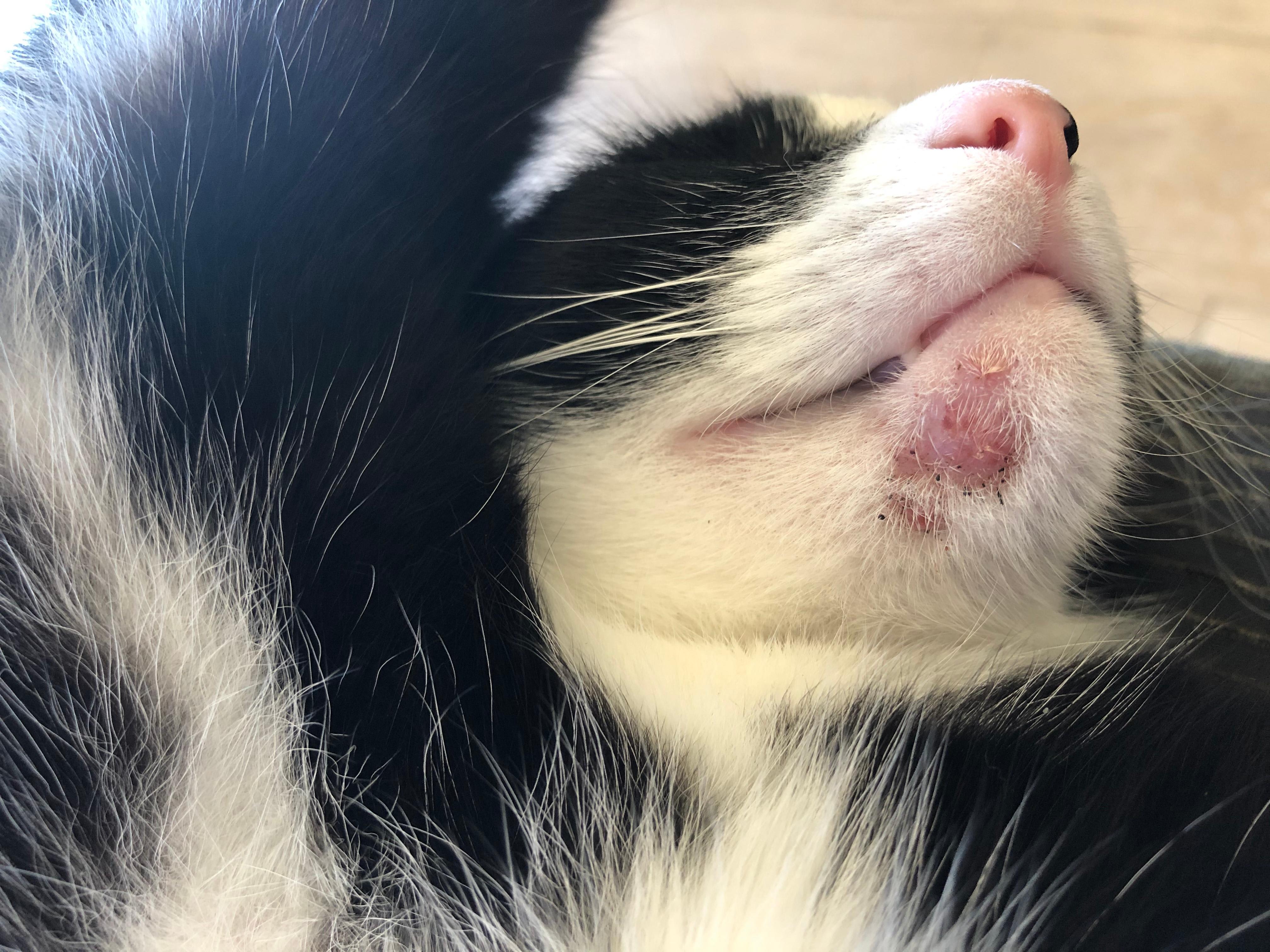 Why is my cat's chin hairless, scabbed, and inflamed? | Petco