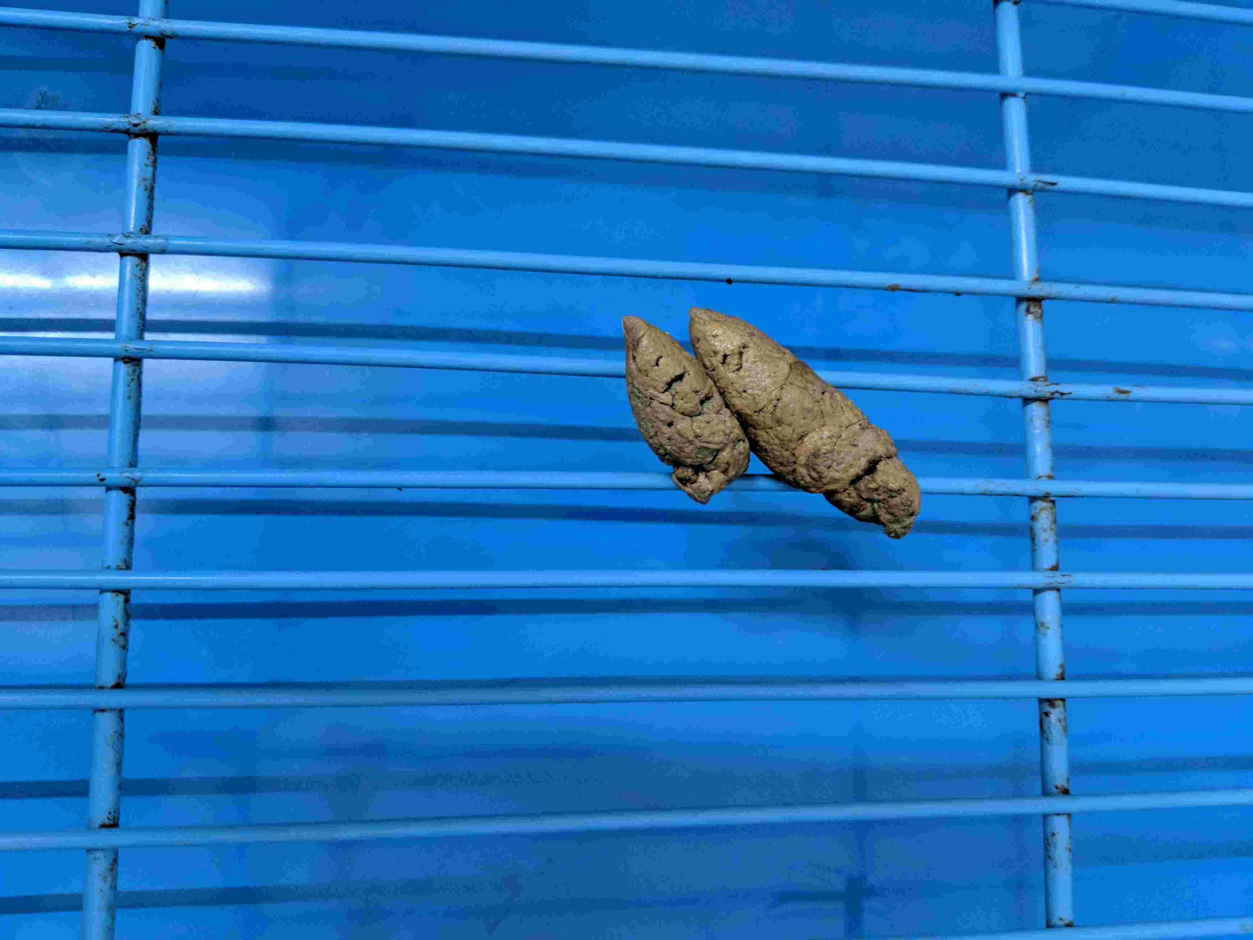 Why Is My Puppy's Poop Pale? Is Lighter Dog Poop Normal? | Petco