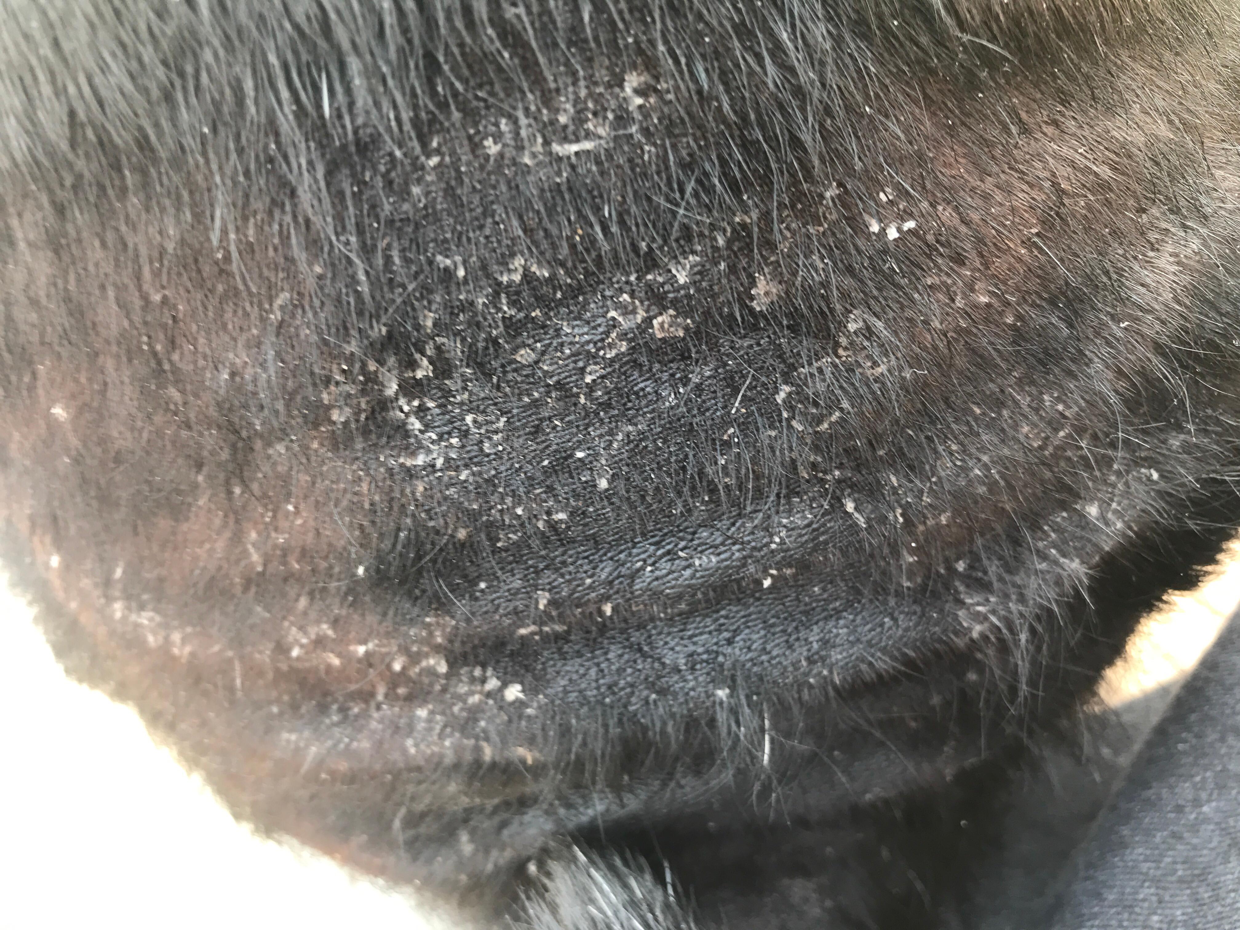 Why does my dog have dry, flaky skin and patches of hair loss? | Petco