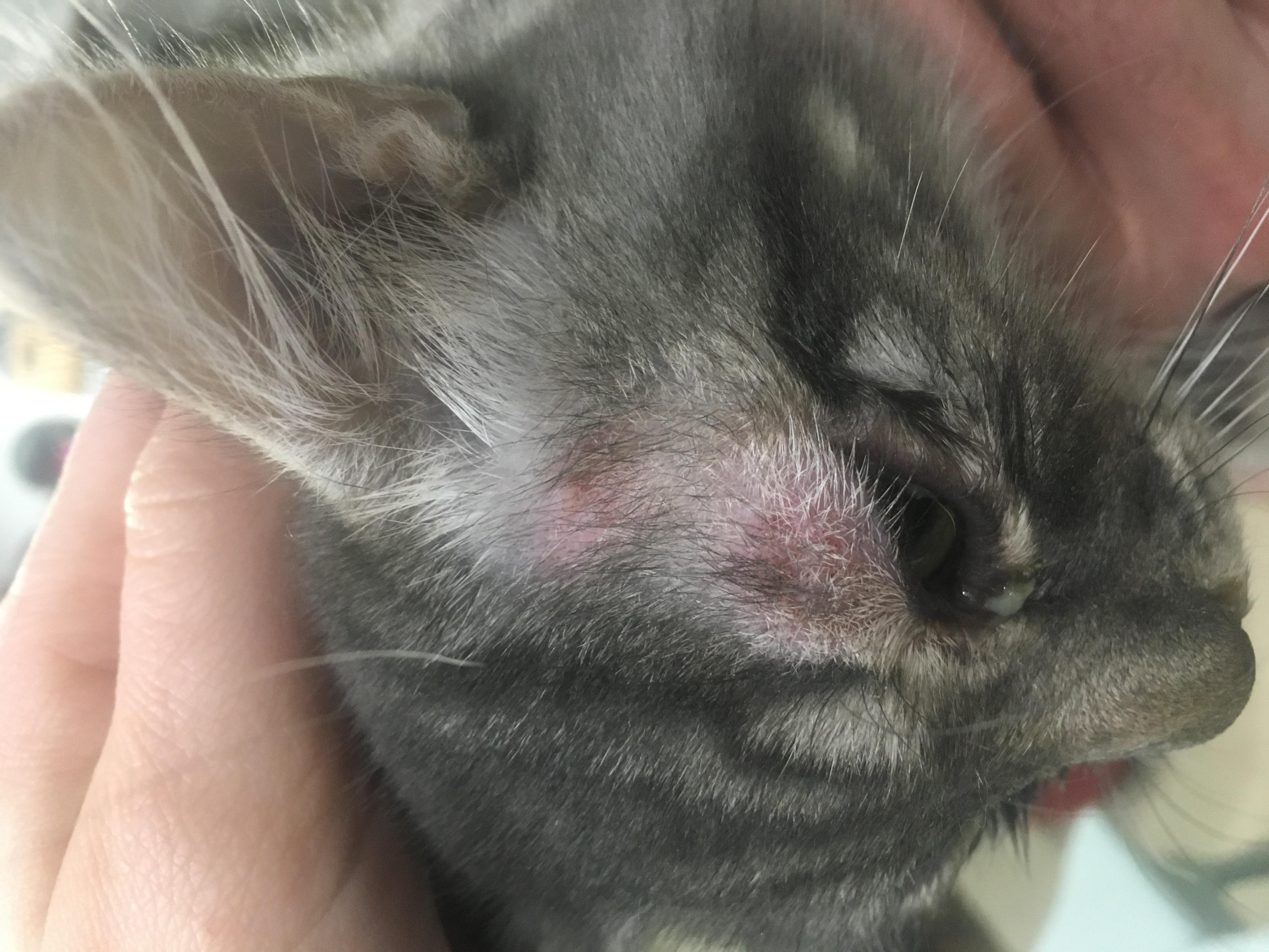 My Cat Has URI & Gooey, Swollen Eye: Is It an Emergency? | Petco