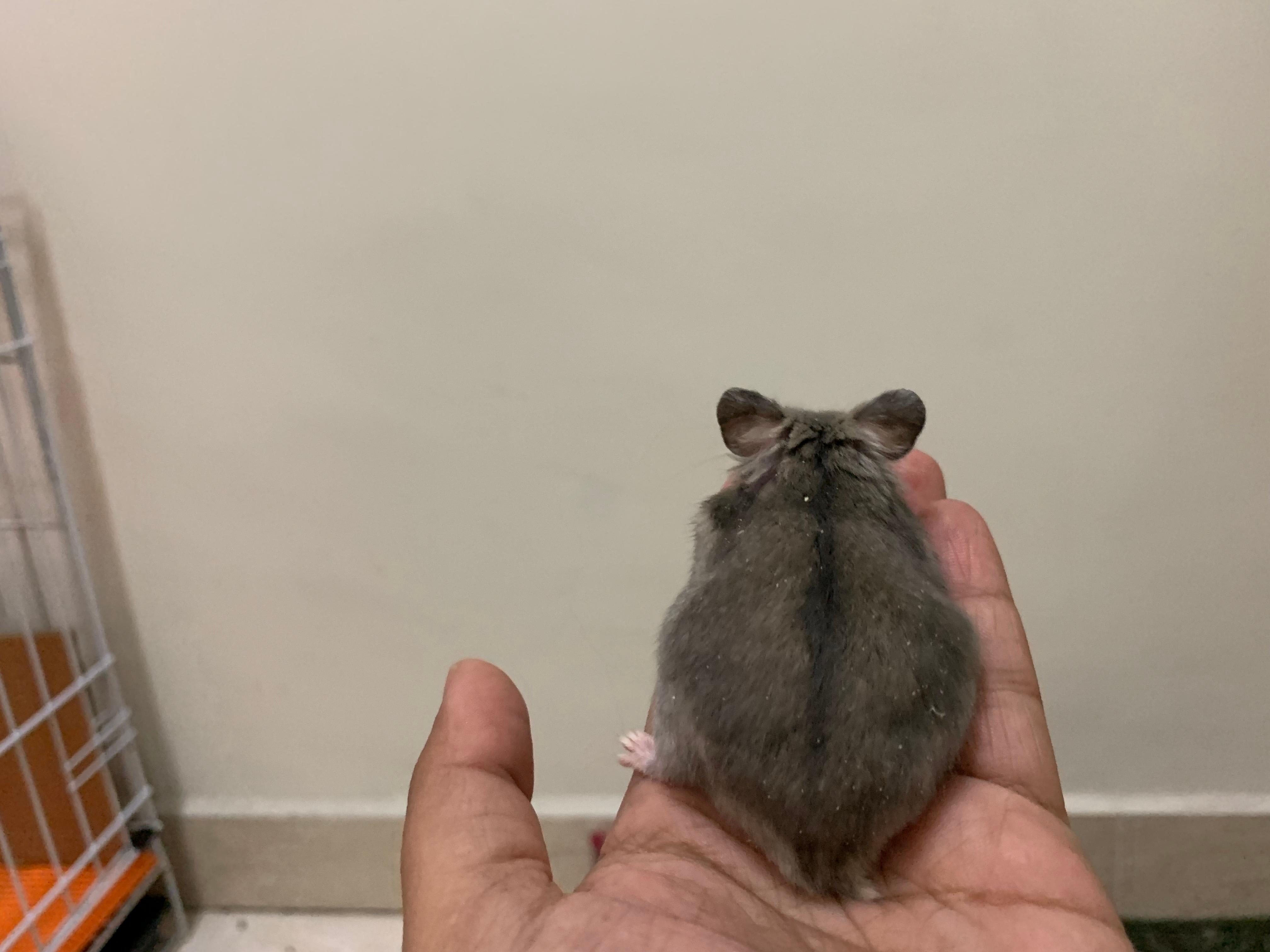 Is my female hamster pregnant? Swollen belly, restless, drinking | Petco