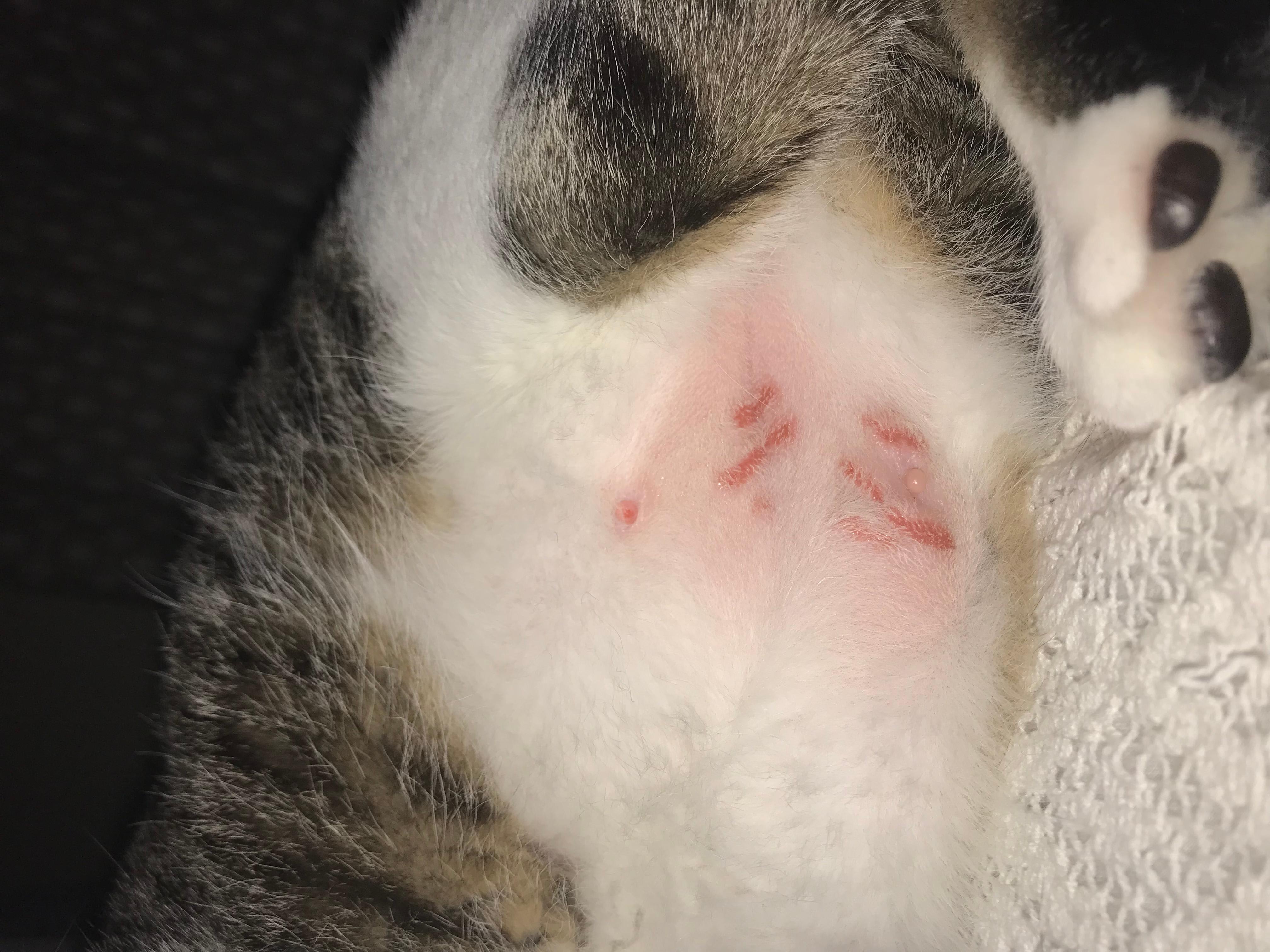 My cat keeps licking a spot raw, what's causing it and what to do? | Petco