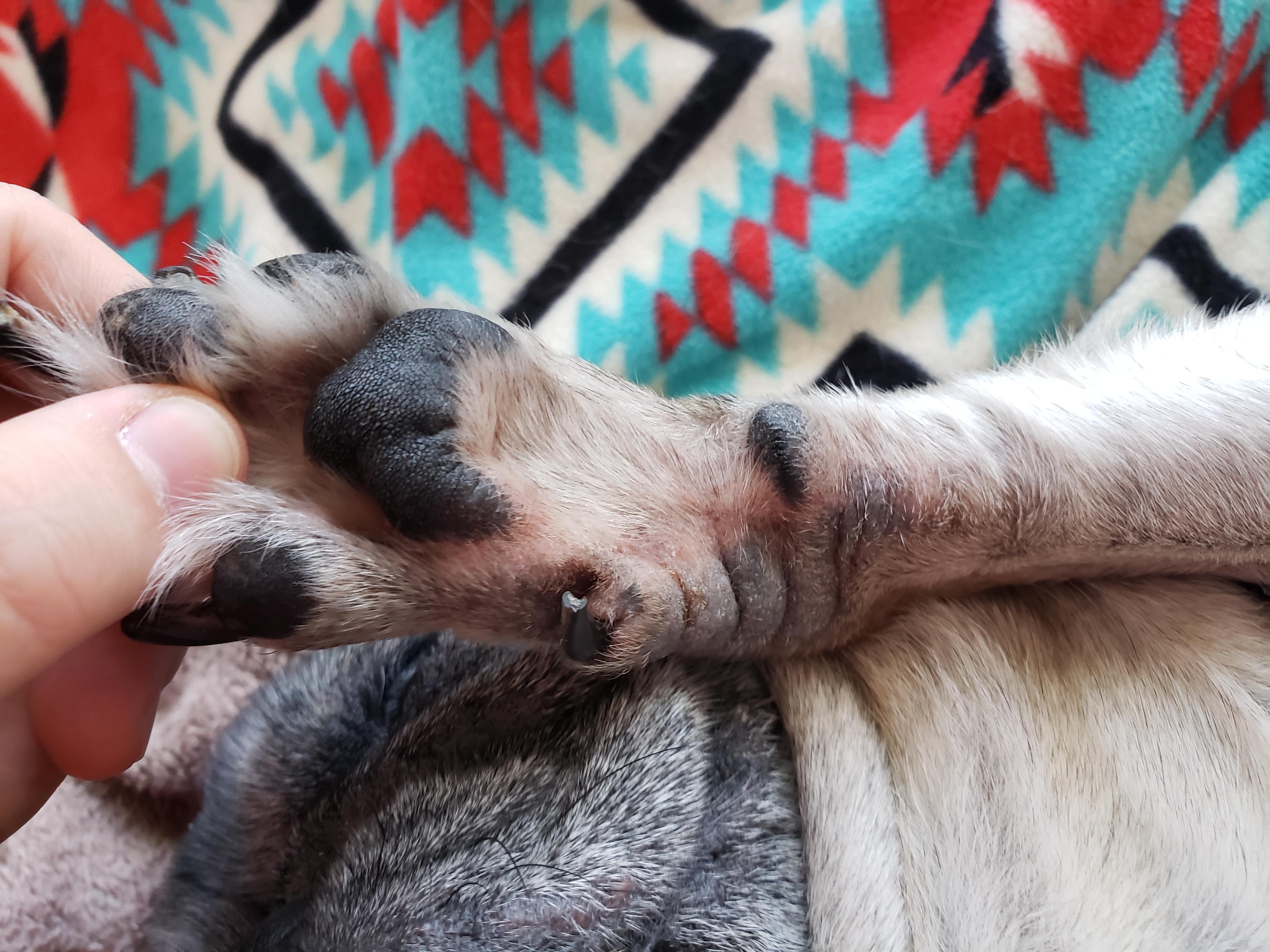 Why Is My Dog Itchy, Licking Paws, Red Hairless Patch? Get Answers | Petco