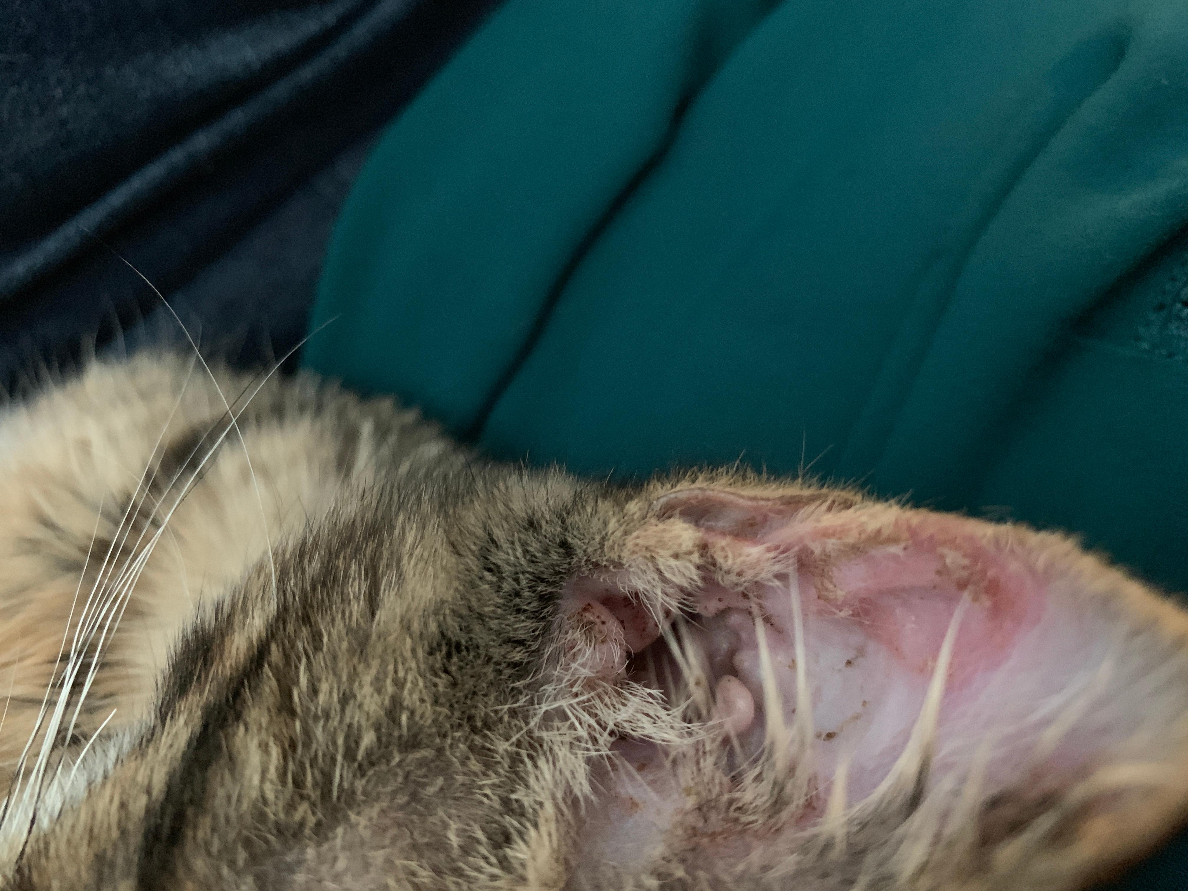 Kitten Has Crusted Rash on Ears & Above Eyes? What to Do? | Petco