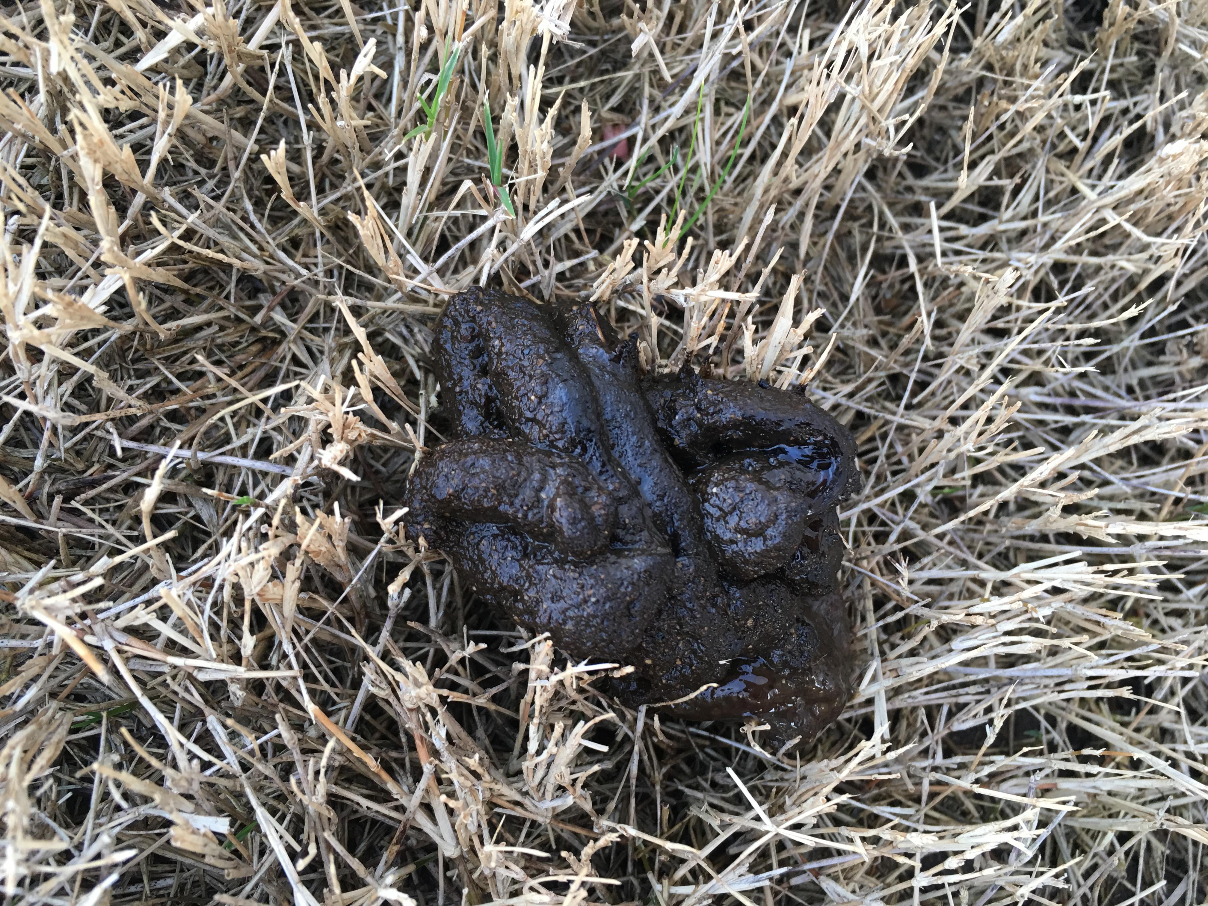 9-week-old Labrador puppy's green diarrhea with mucus normal? | Petco