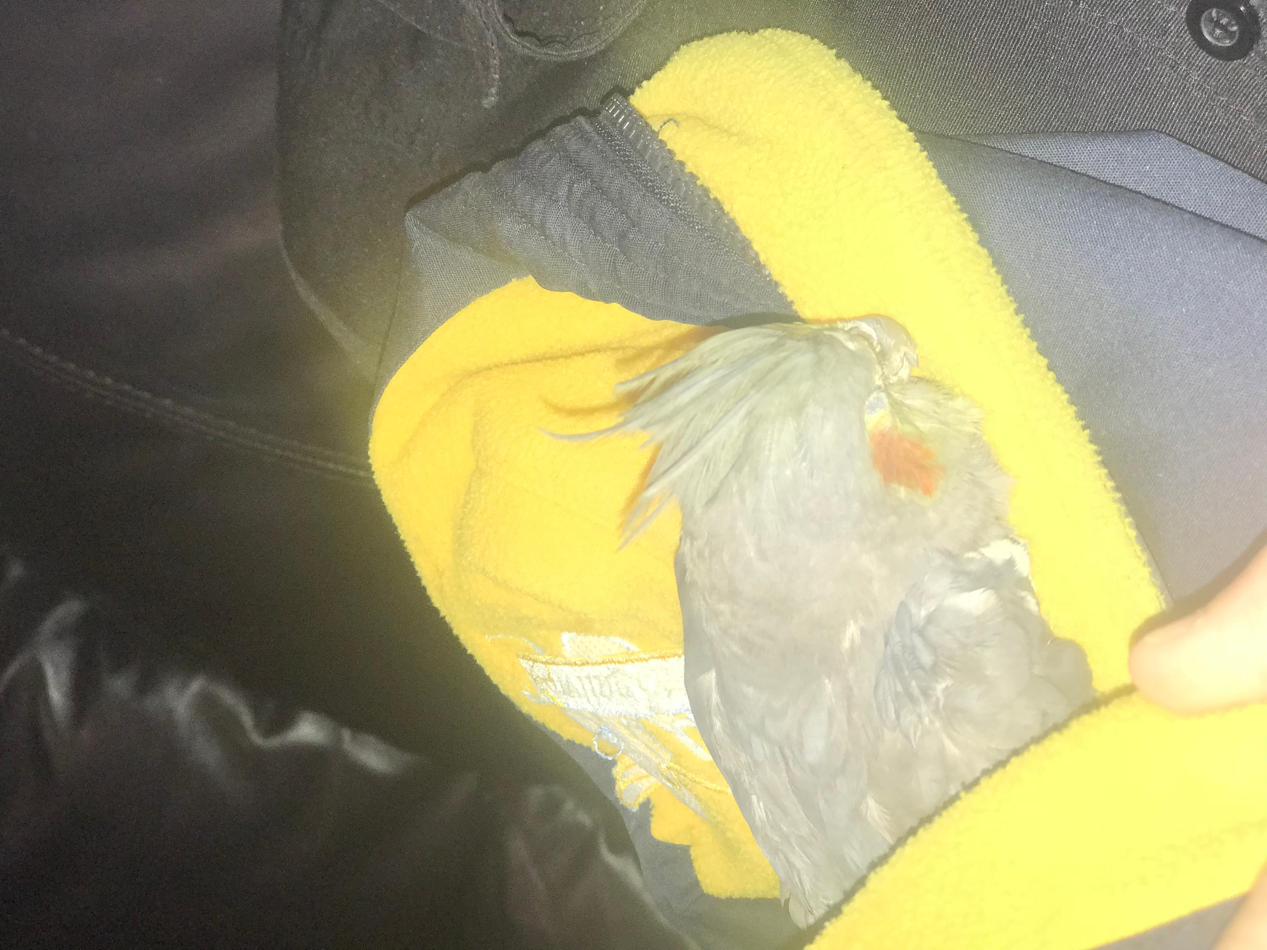My cockatiel is sick and struggling to breathe. What should I do? | Petco