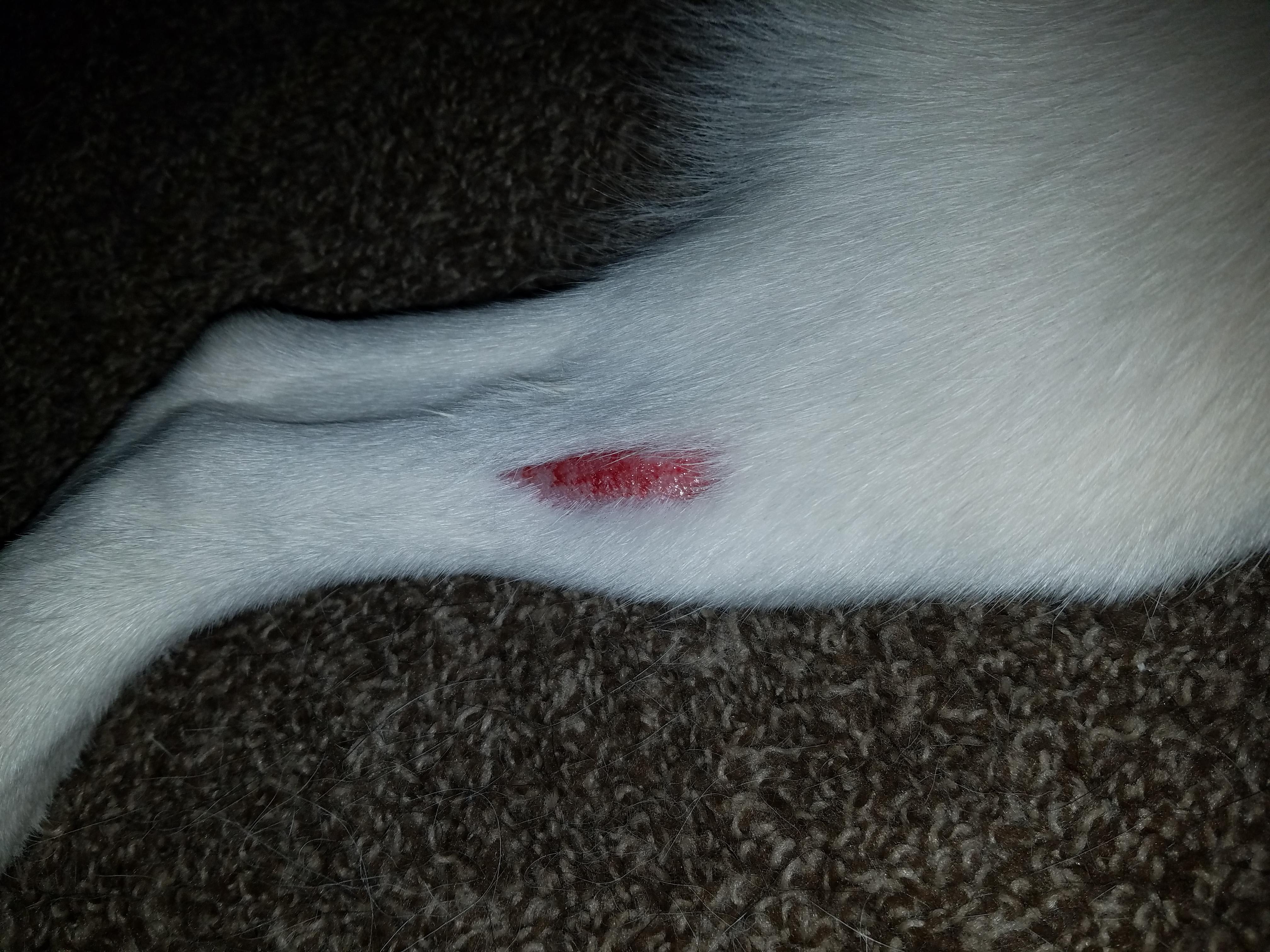 When to Take Your Dog to Vet for an Inner Thigh Scrape? | Petco