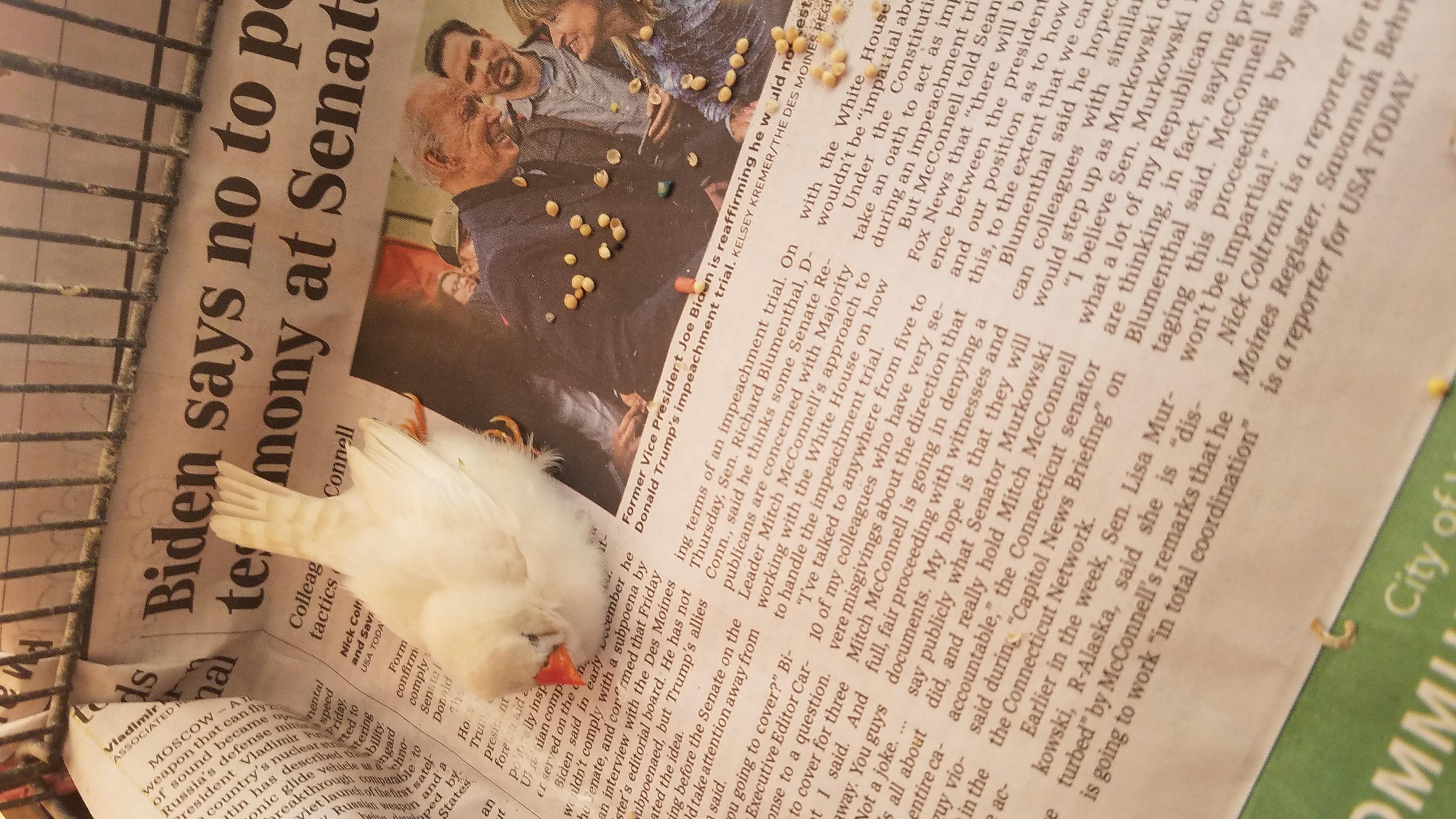 My bird is sick, fluffed up, & eating. What should I do? | Petco