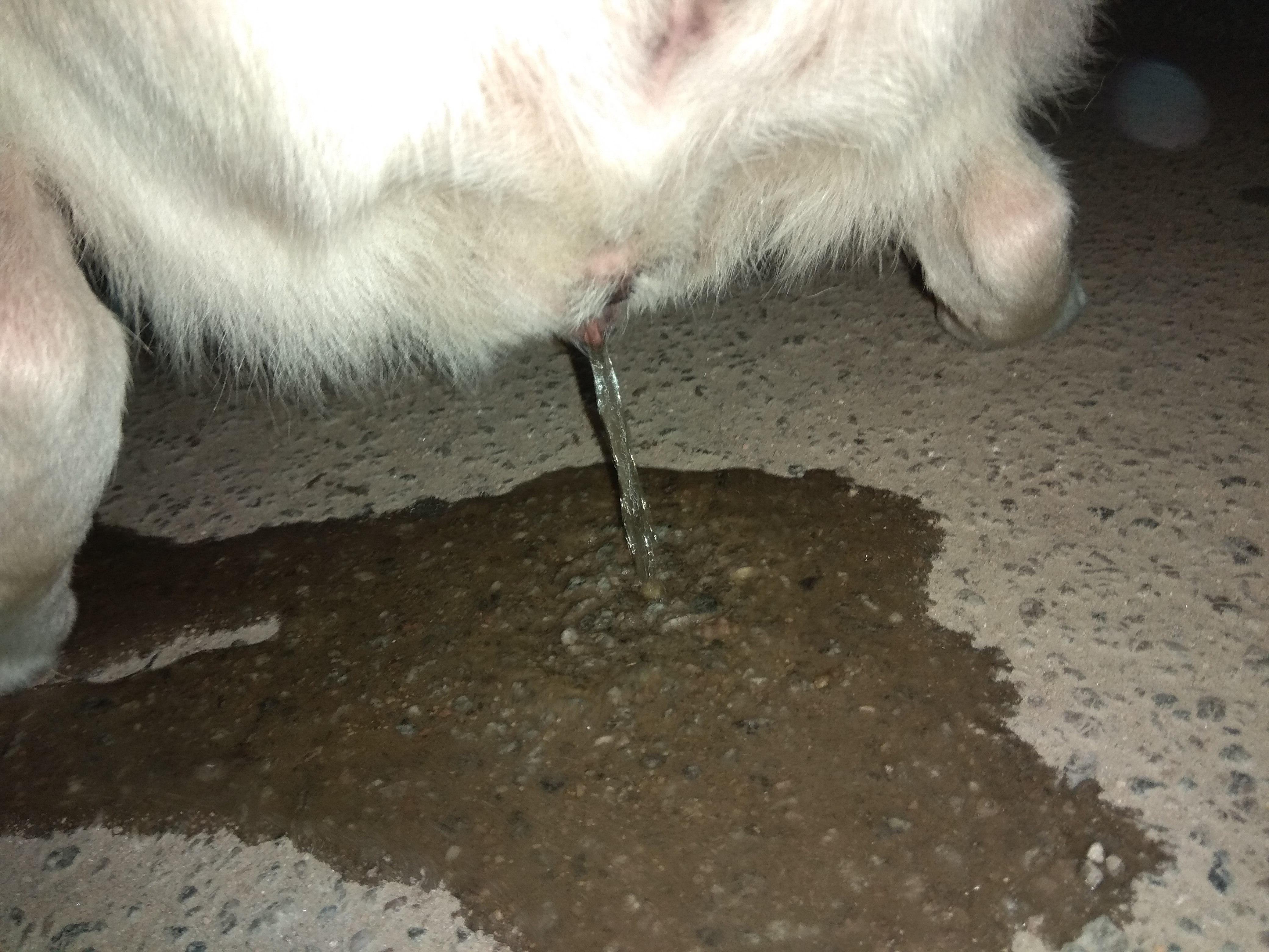 Is my dog's clear urine from diet of curd, lauki, chapatti? | Petco