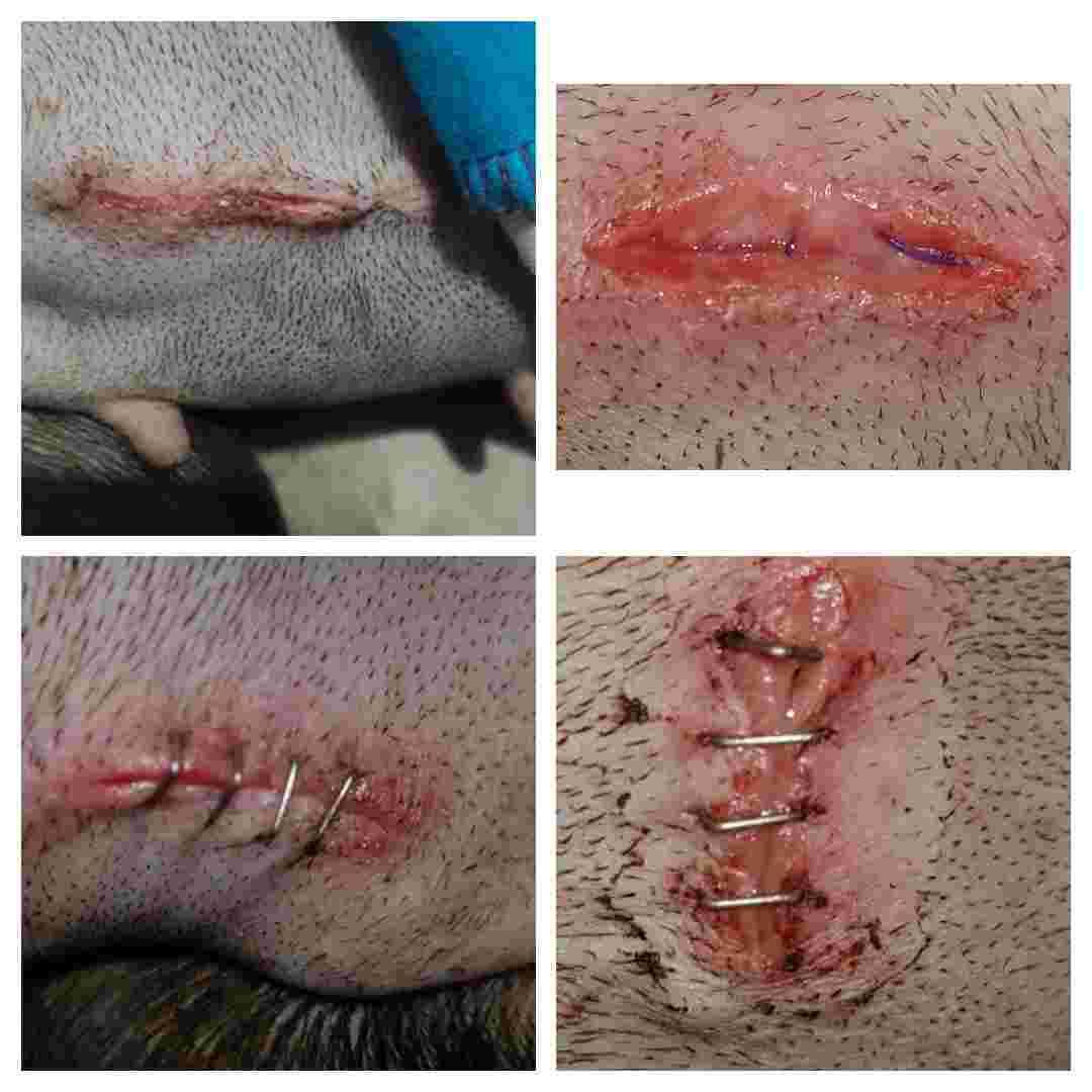 Why won't my dog's surgical incision heal after stitches? | Petco
