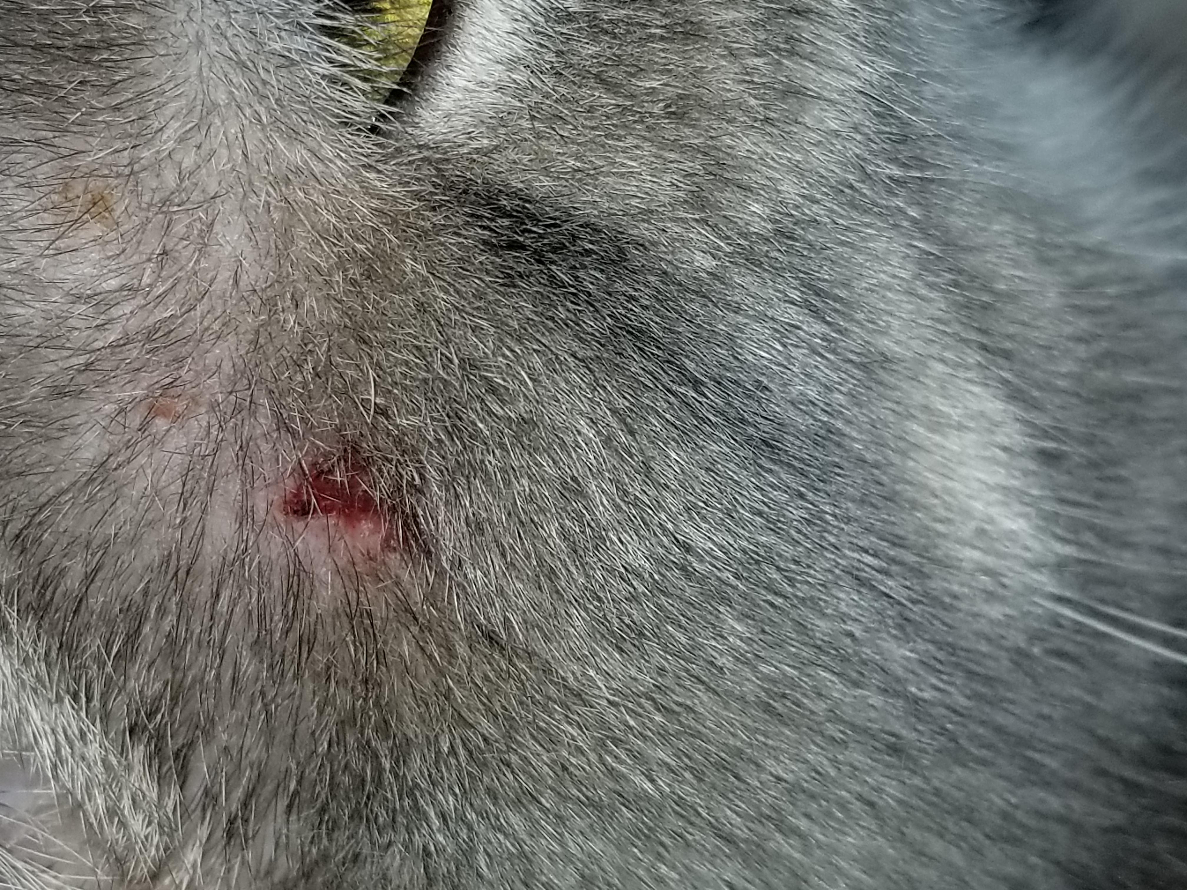 Cat's Crusty Ear Scab: Roughhousing or Vet Visit Needed? | Petco