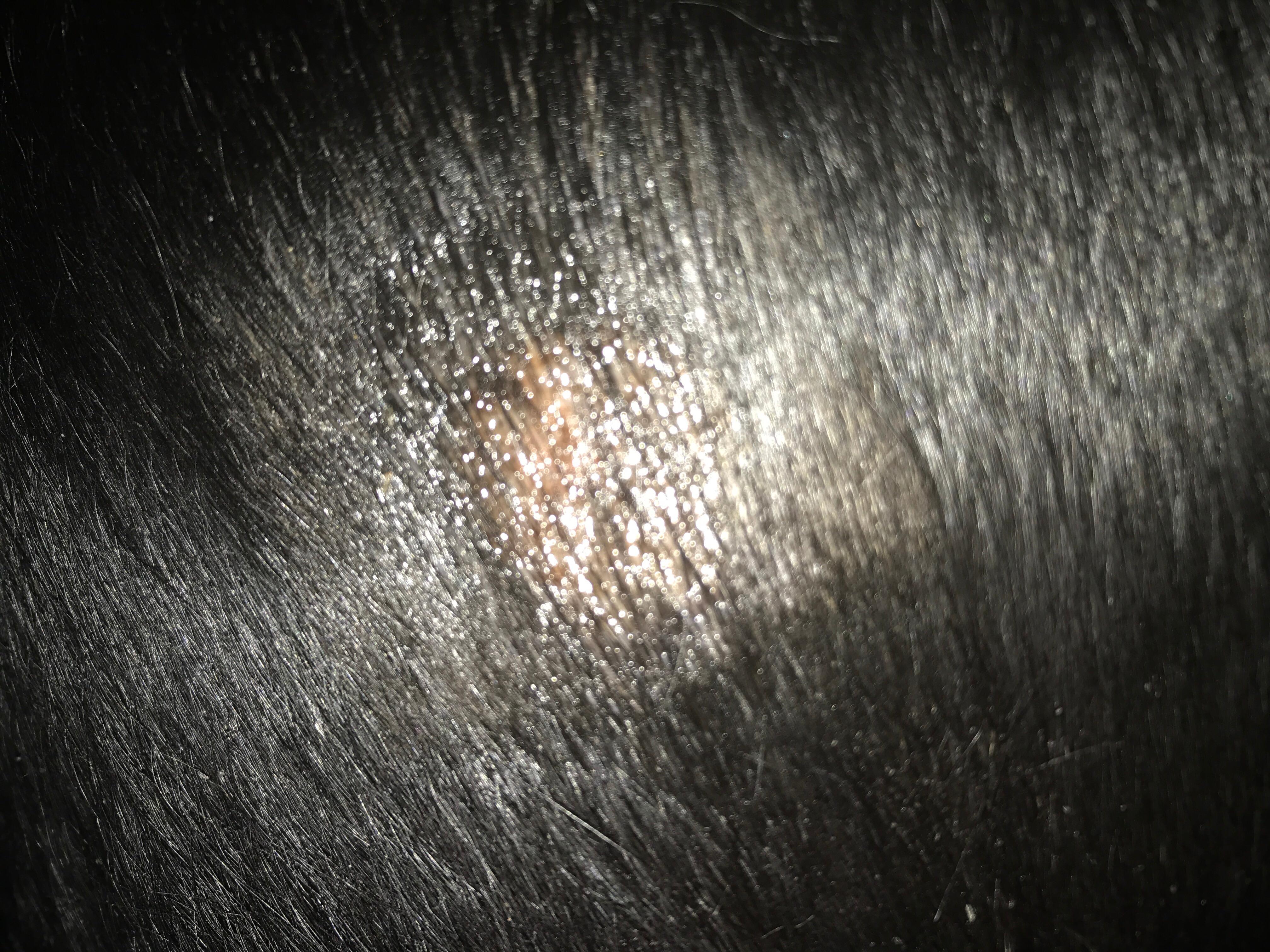 Dog has circular scabby spots on back. What could it be? | Petco