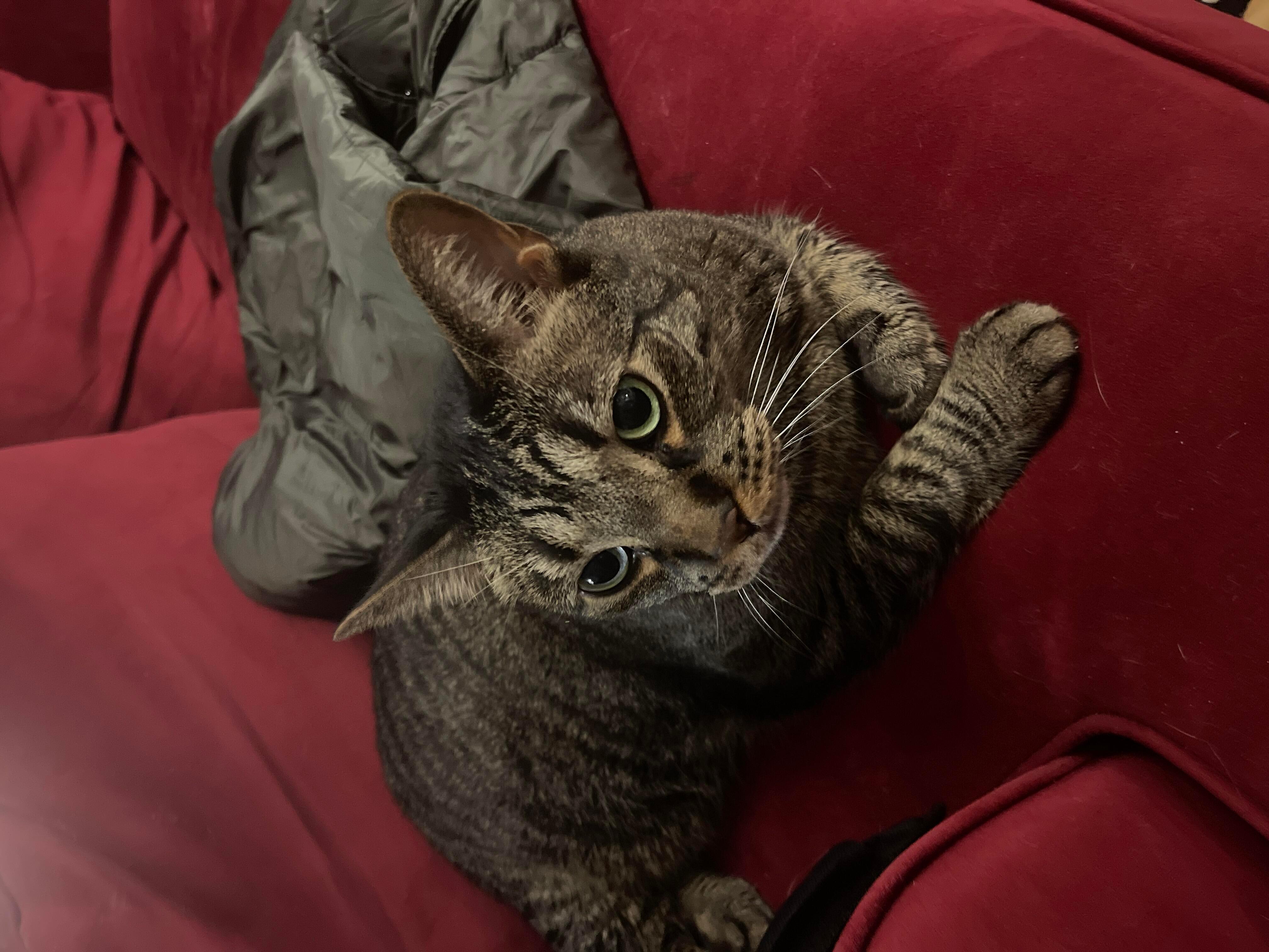 Is Your Cat's Shoulder Lump a Tumor or Just Fat? Get Answers | Petco