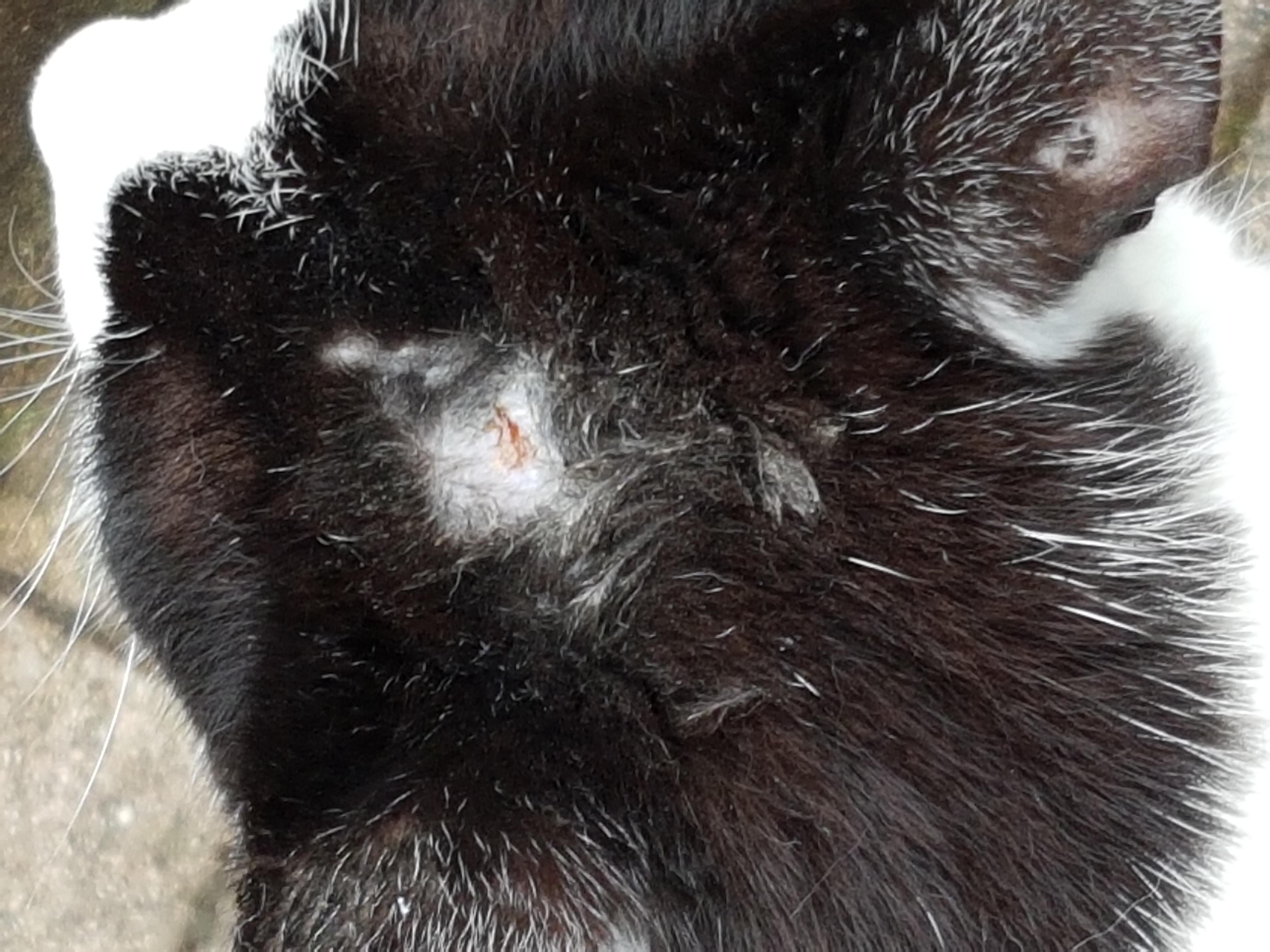 My cat has a hard scab that's growing, getting worse. What is it? | Petco