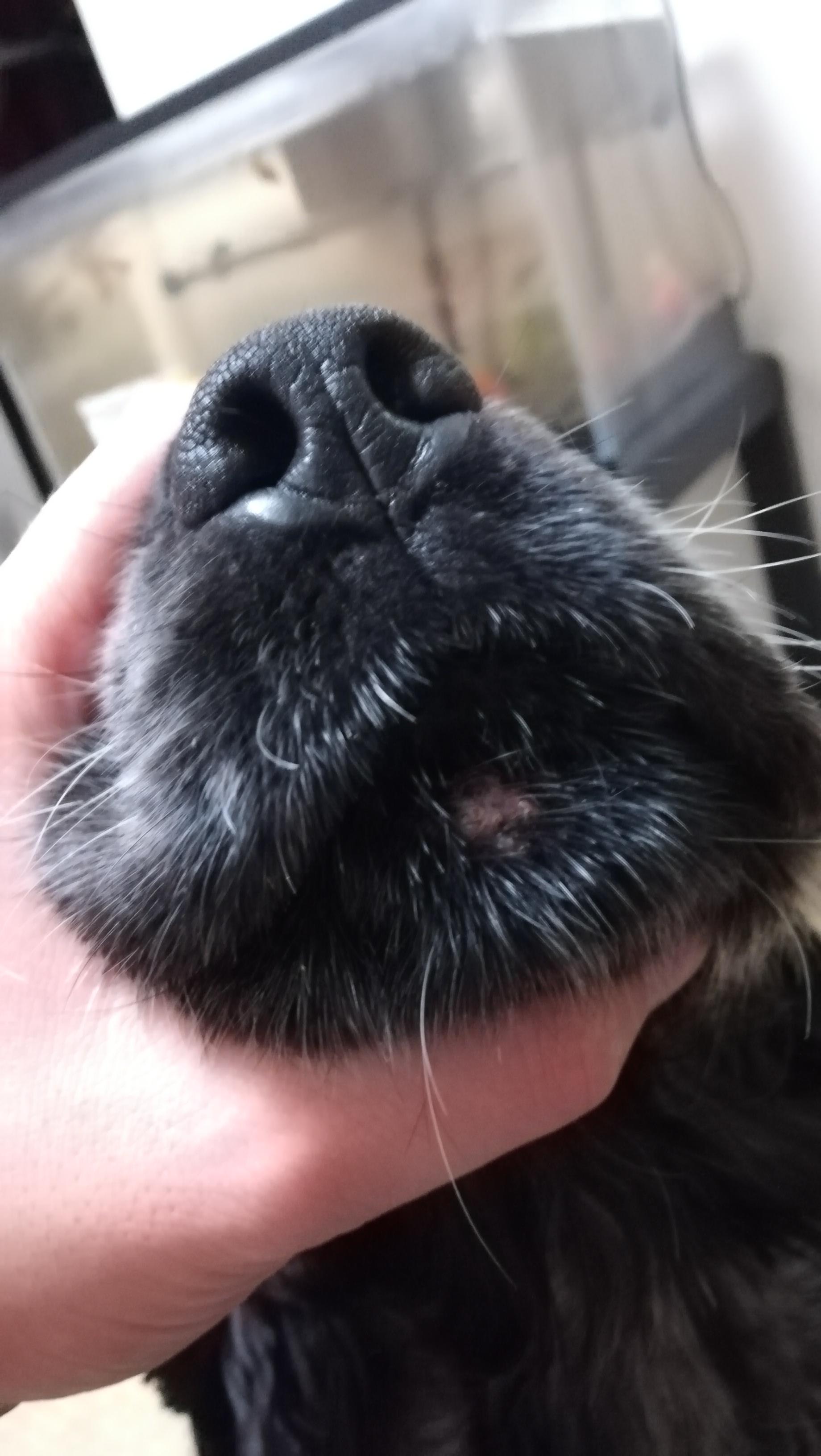 My dog has green eye discharge, growths, bad breath. Get help! | Petco