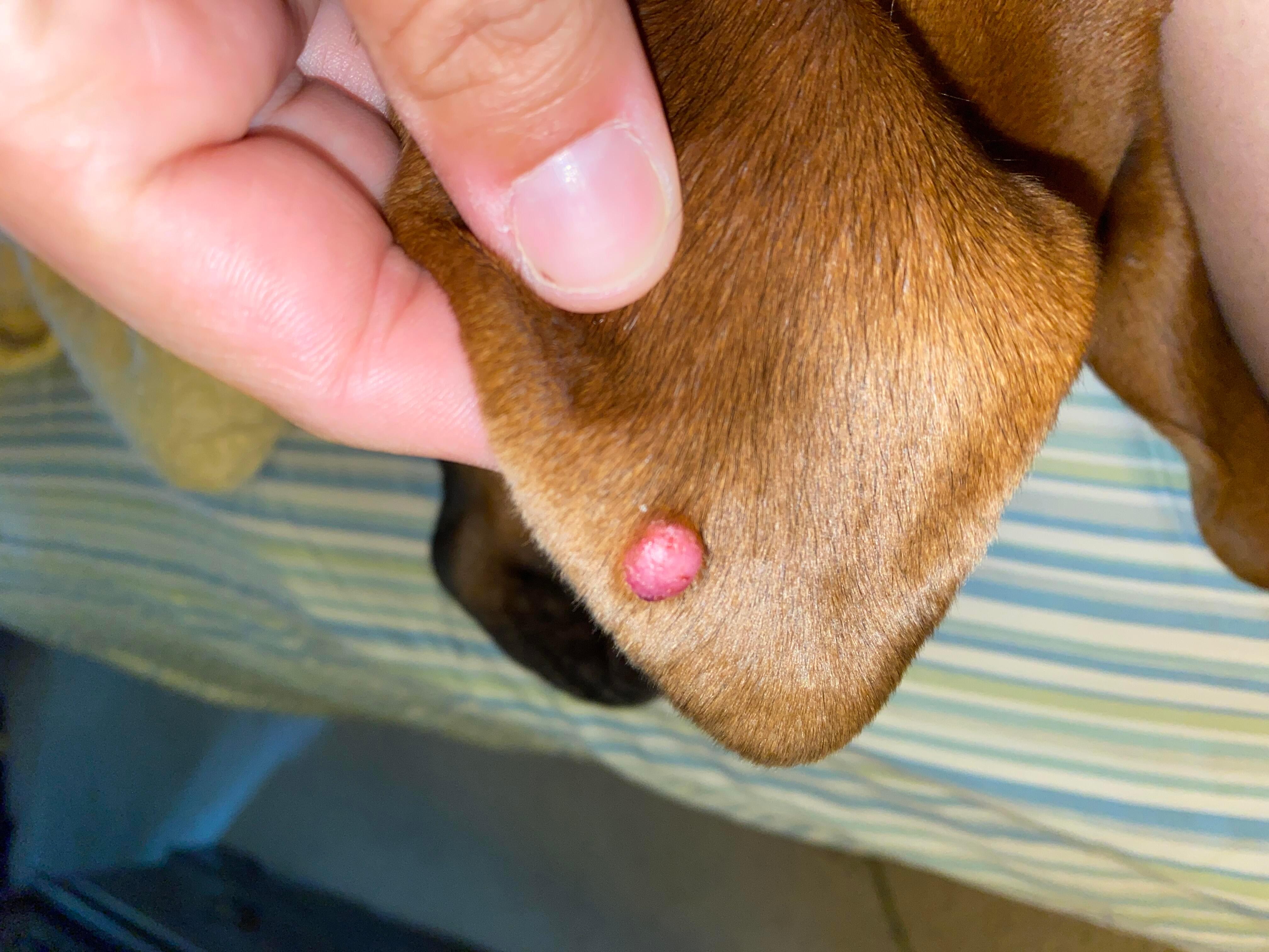 Growing Ear Spot on Your Boxer? Is It a Blood Blister? | Petco