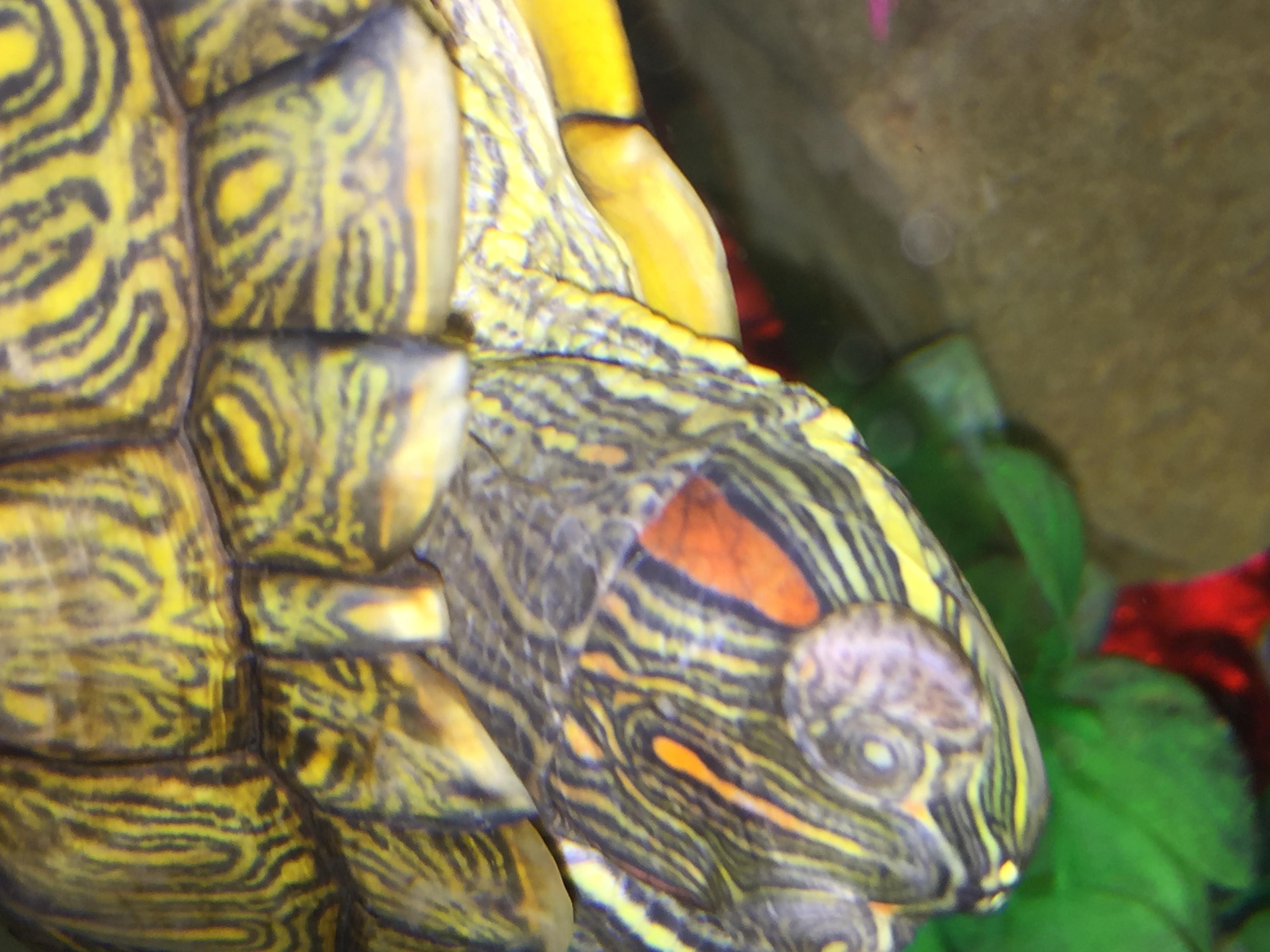 My Turtle Has Swollen, Cloudy Eyes: Treat Them at Home | Petco