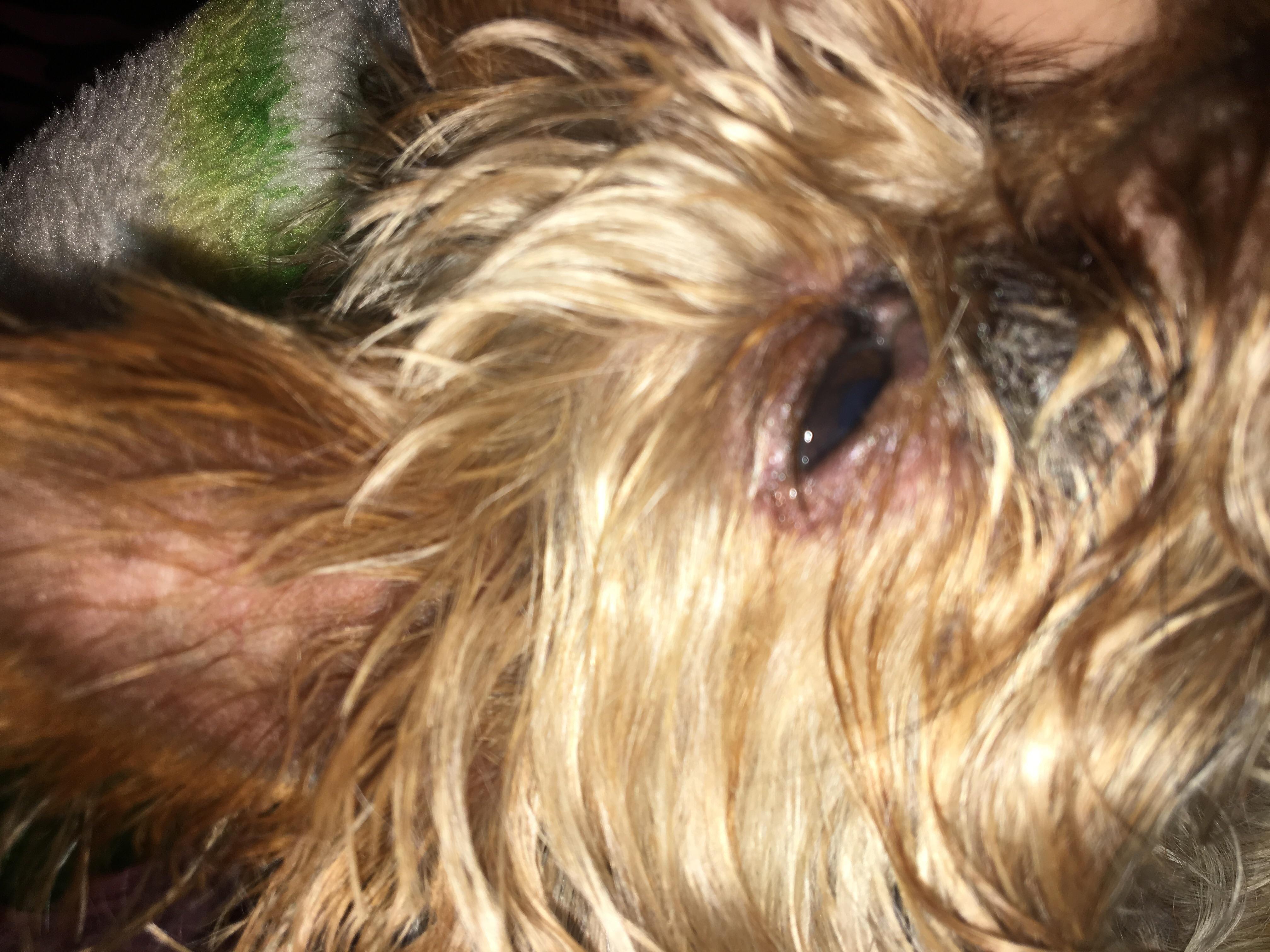 My Yorkie's eye is swollen, shut, and discharging. What to do? | Petco