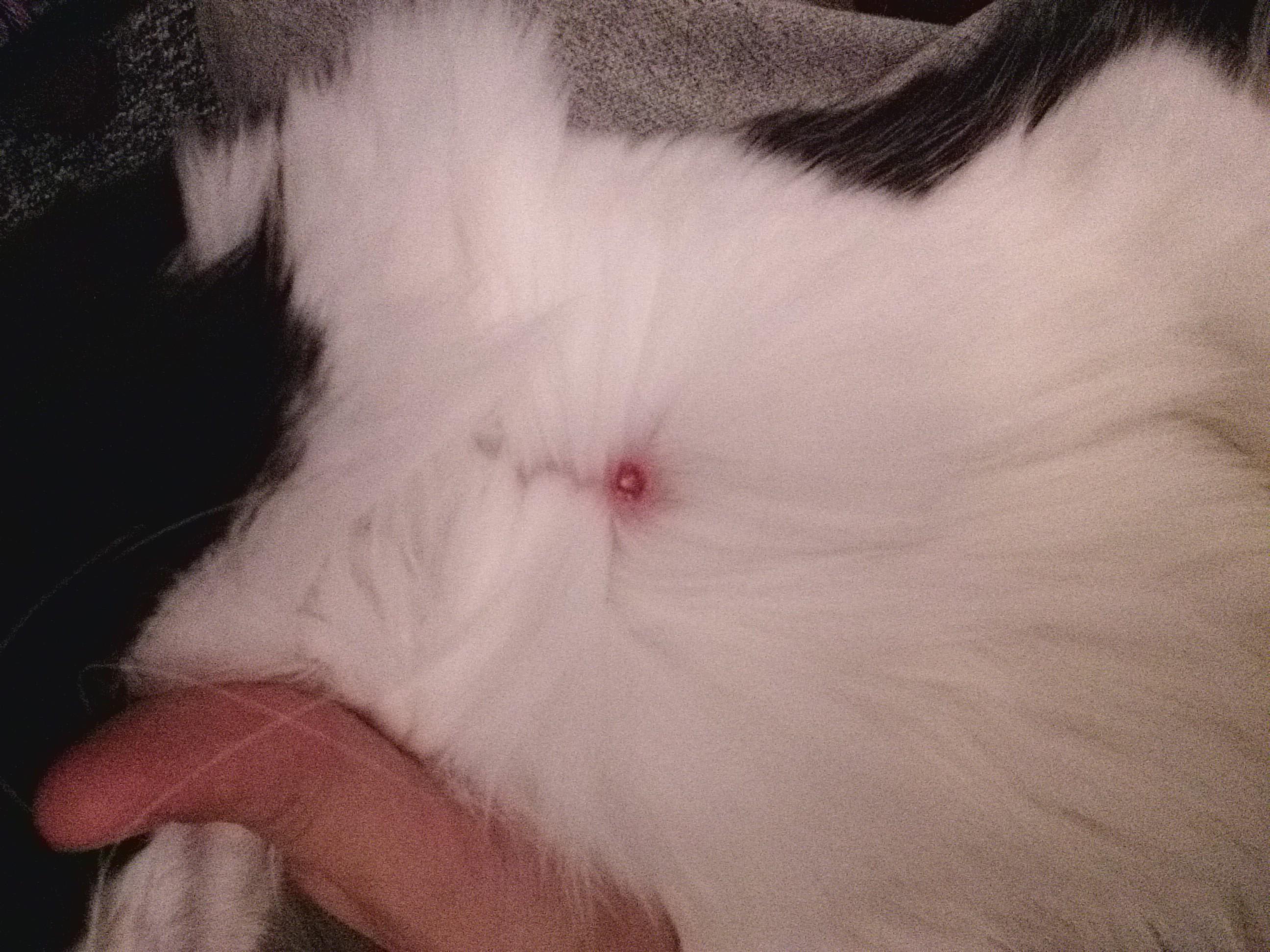 Cat has small, deep, irritated neck scab? Find out what it is | Petco