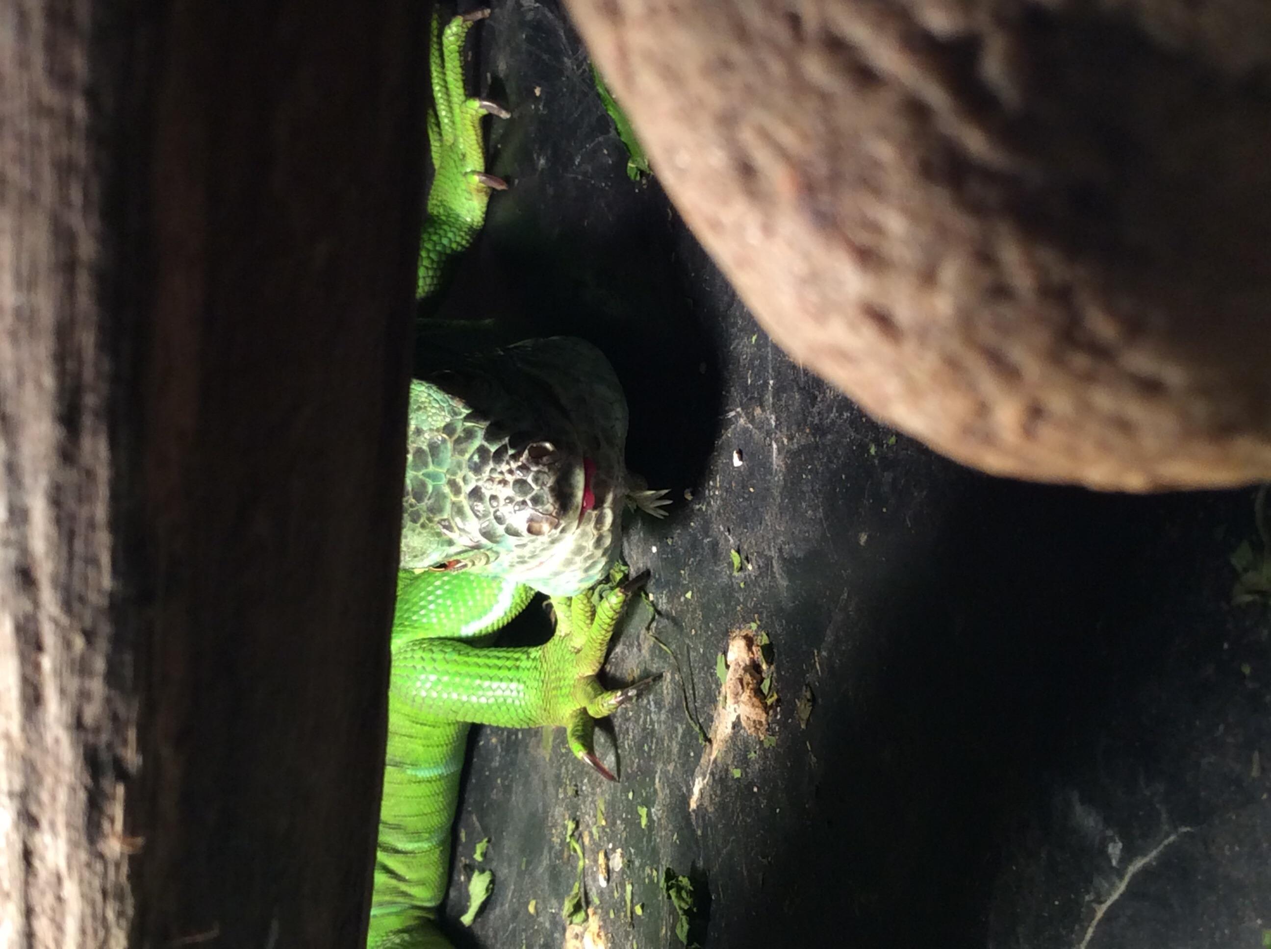 Is Your Iguana's Chin Big & Inflamed? Normal or Health Issue? | Petco