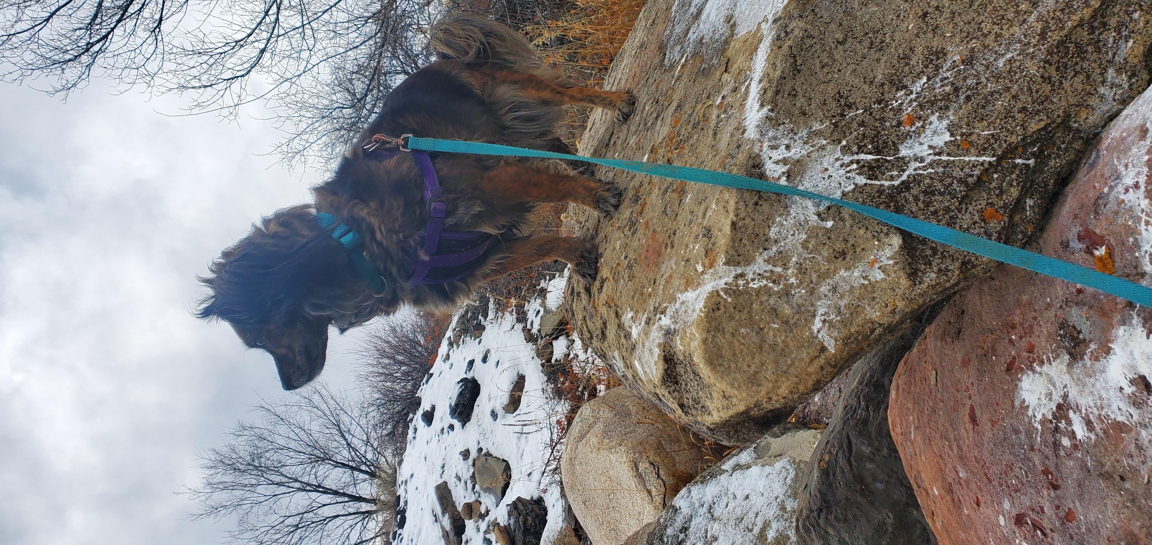 Why is my dog gulping, licking lips, and acting nauseous for hours? | Petco