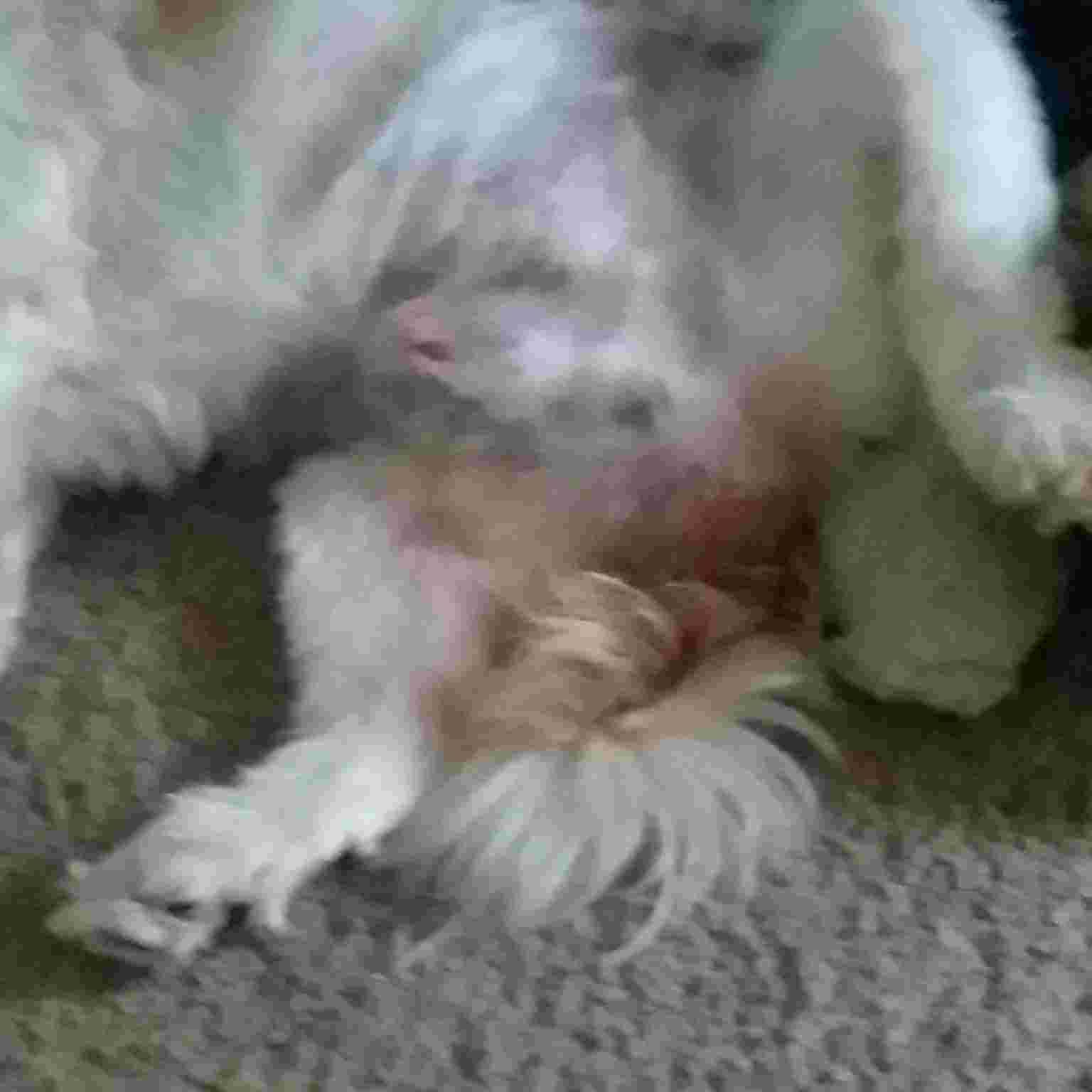 My Dog's Testicles Are Red, Swollen, Painful: What to Do? | Petco