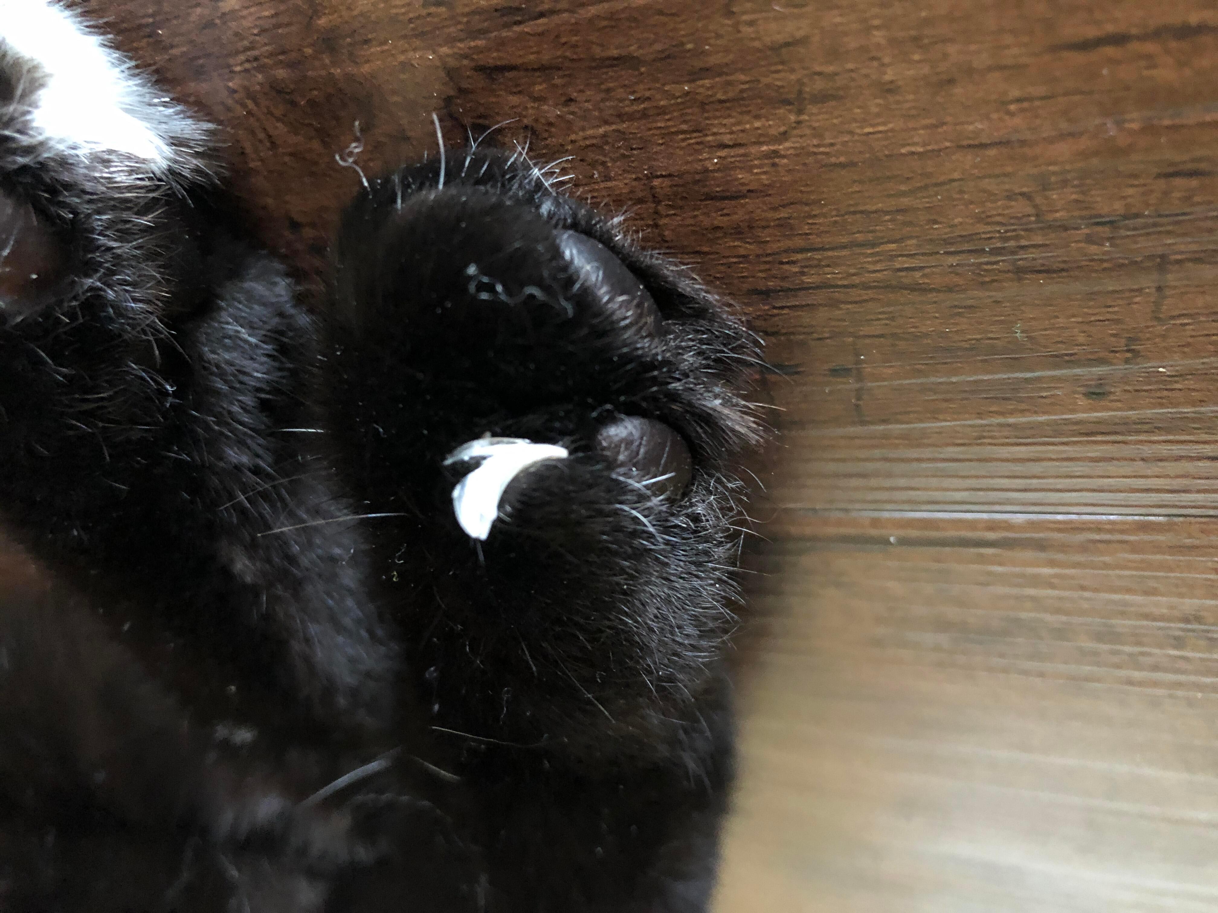 My Cat's Back Paw Claw Hanging Sideways? Broken or Shedding? | Petco