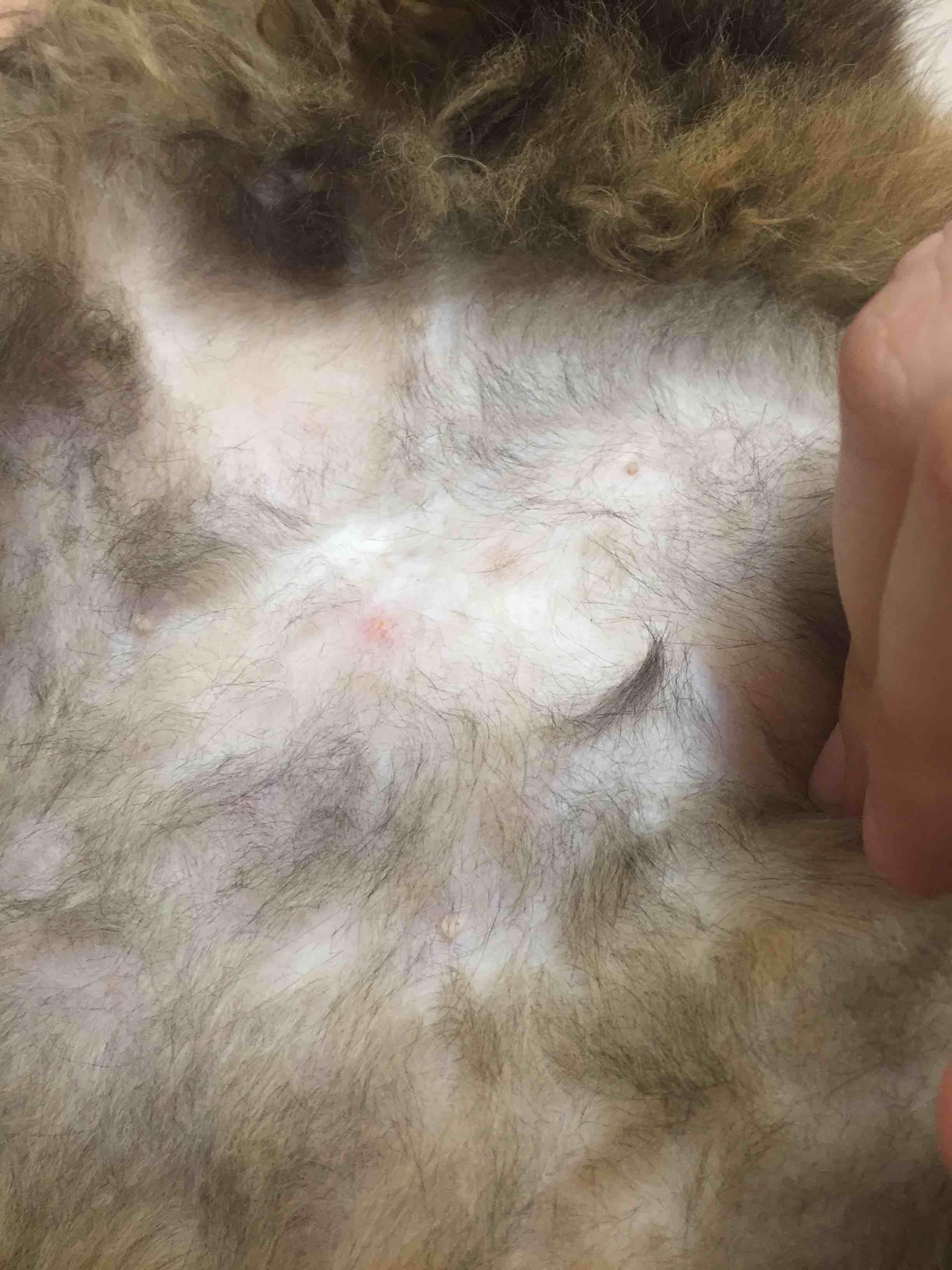 Why are tiny red dots appearing on your cat's belly and increasing? | Petco