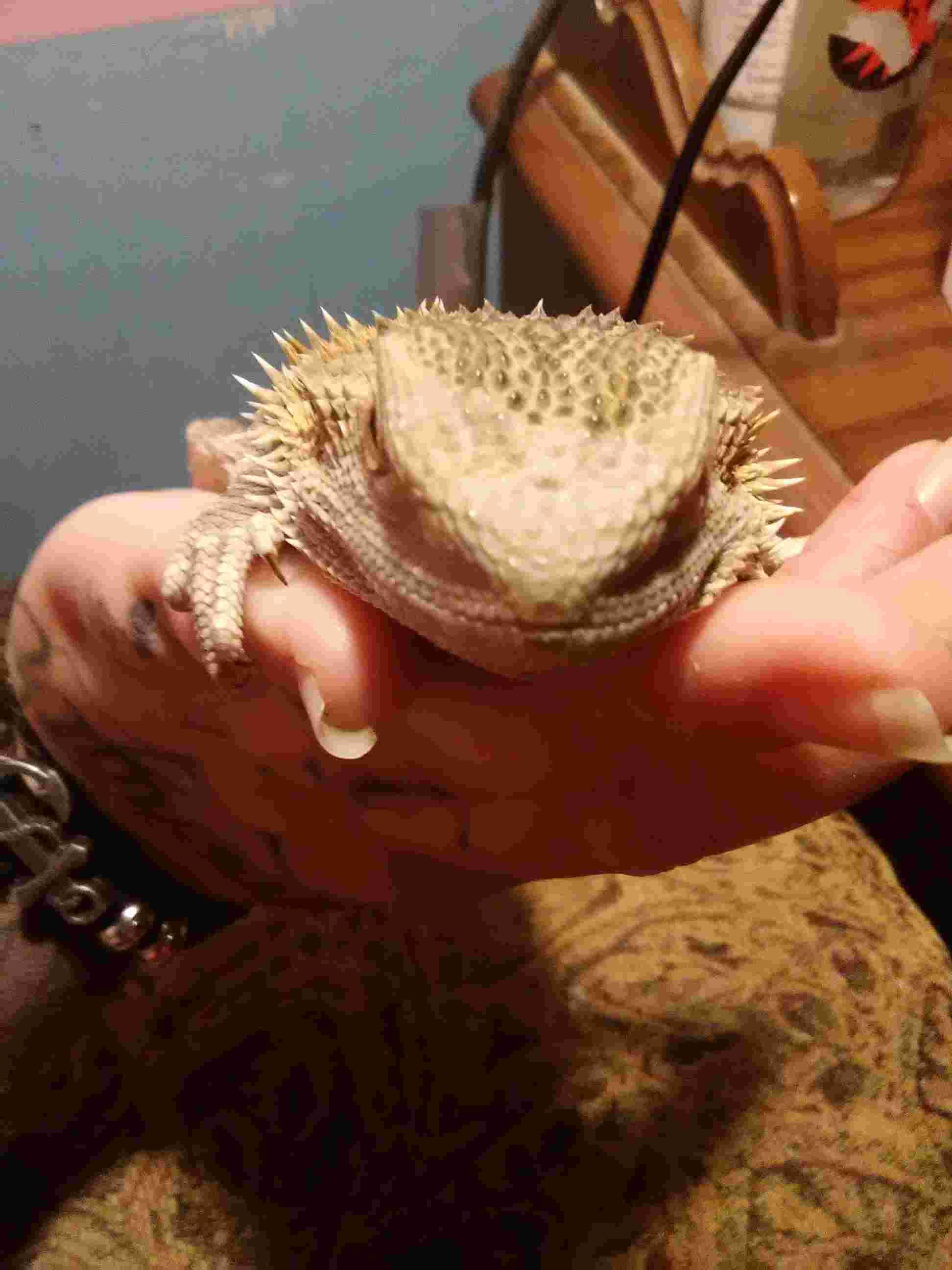 My Lizard Has a White Spot on Head: Retained Shed? Home Care? | Petco