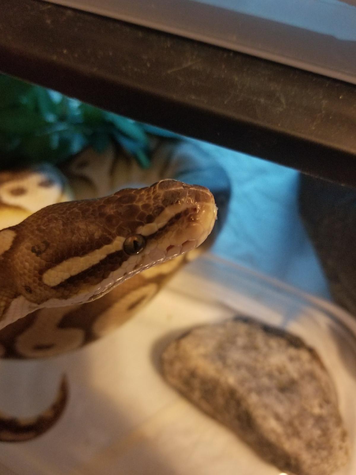My snake has a soft nose bump & mouth breathing. Why? | Petco