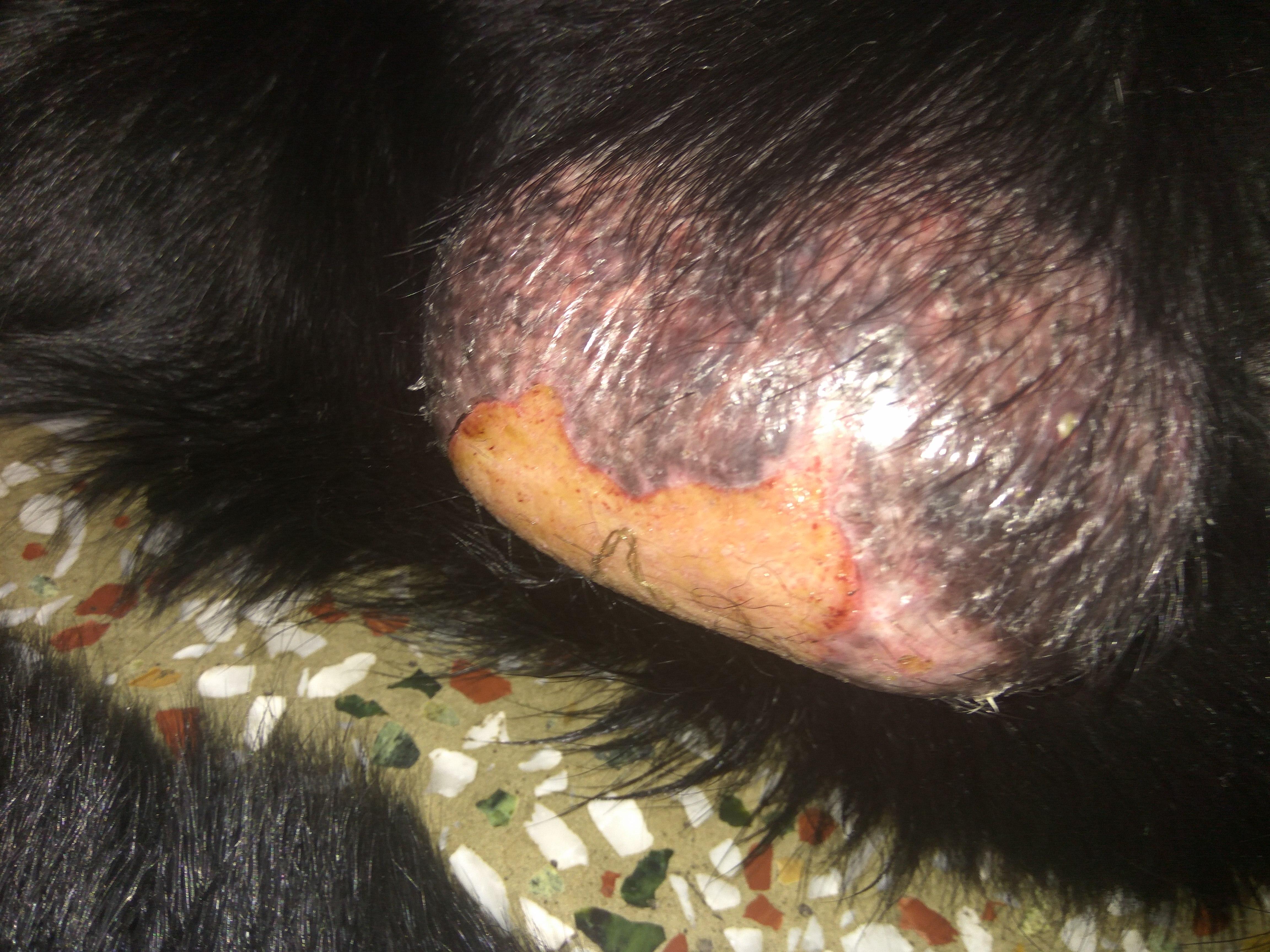 Why are my dog's genitals swollen, itchy, and painful for months? | Petco