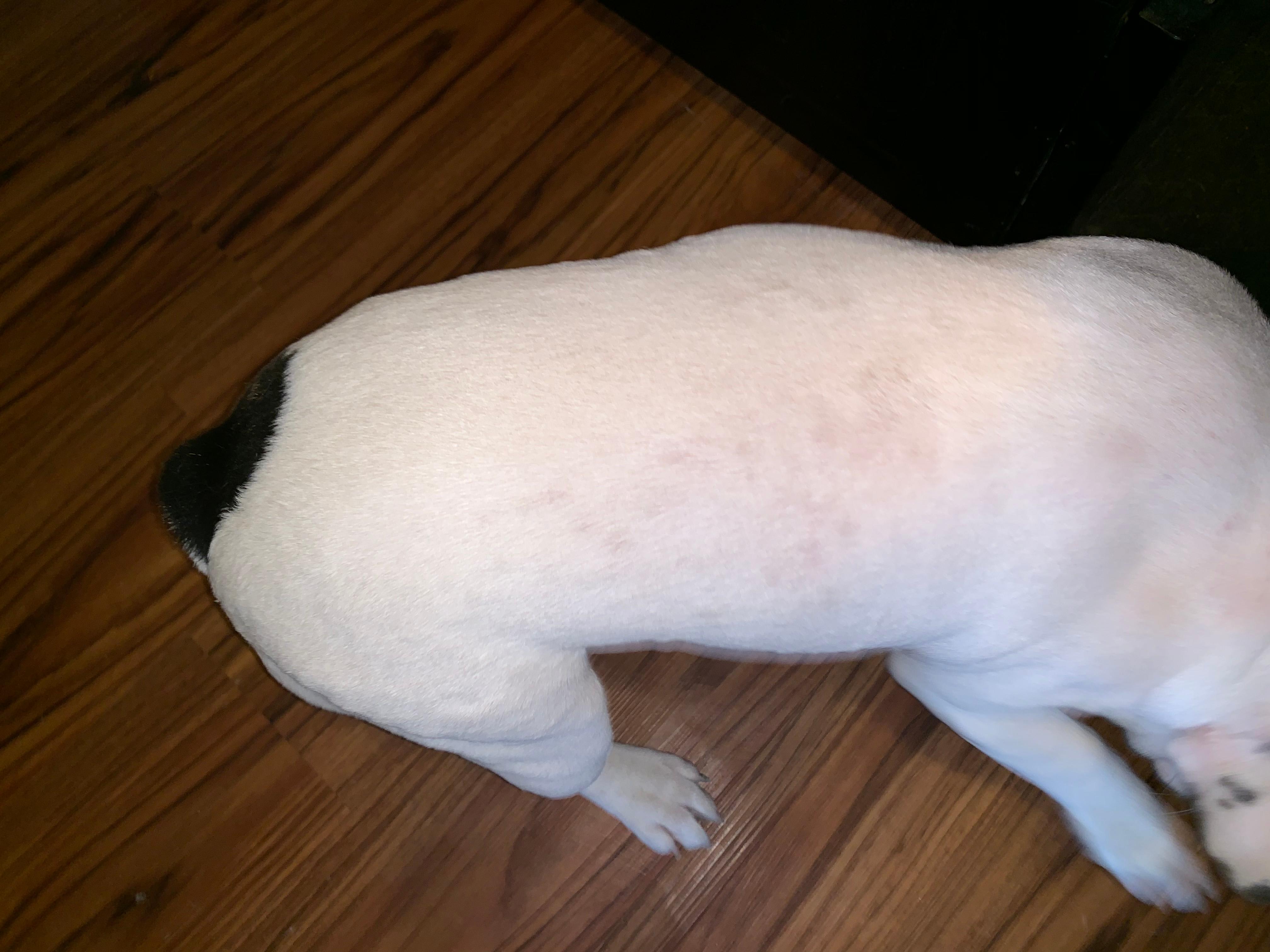 Why is my Frenchie getting raised bumps and losing fur? | Petco