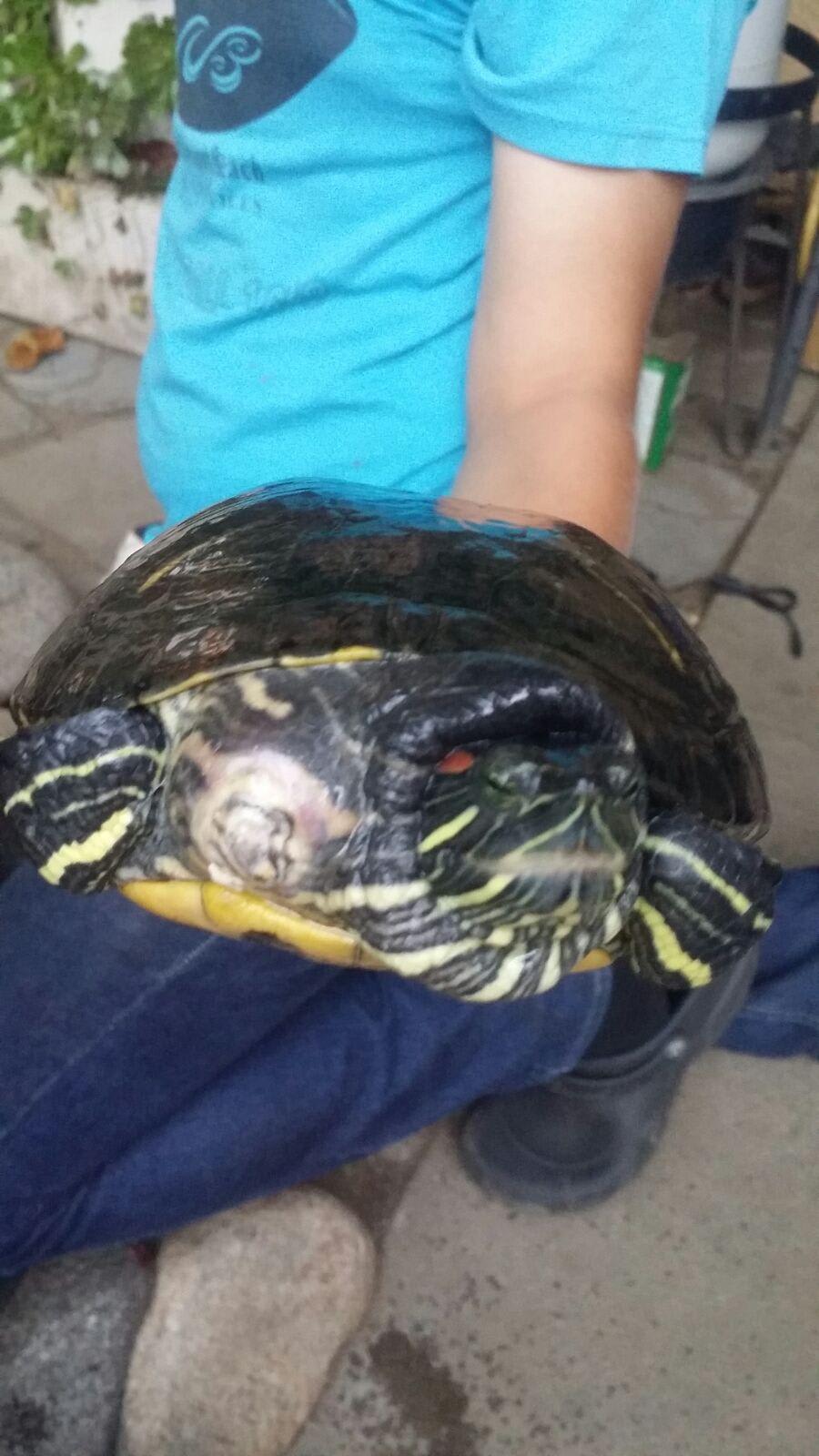 Is that a growth on your turtle's skin? When to see a vet | Petco
