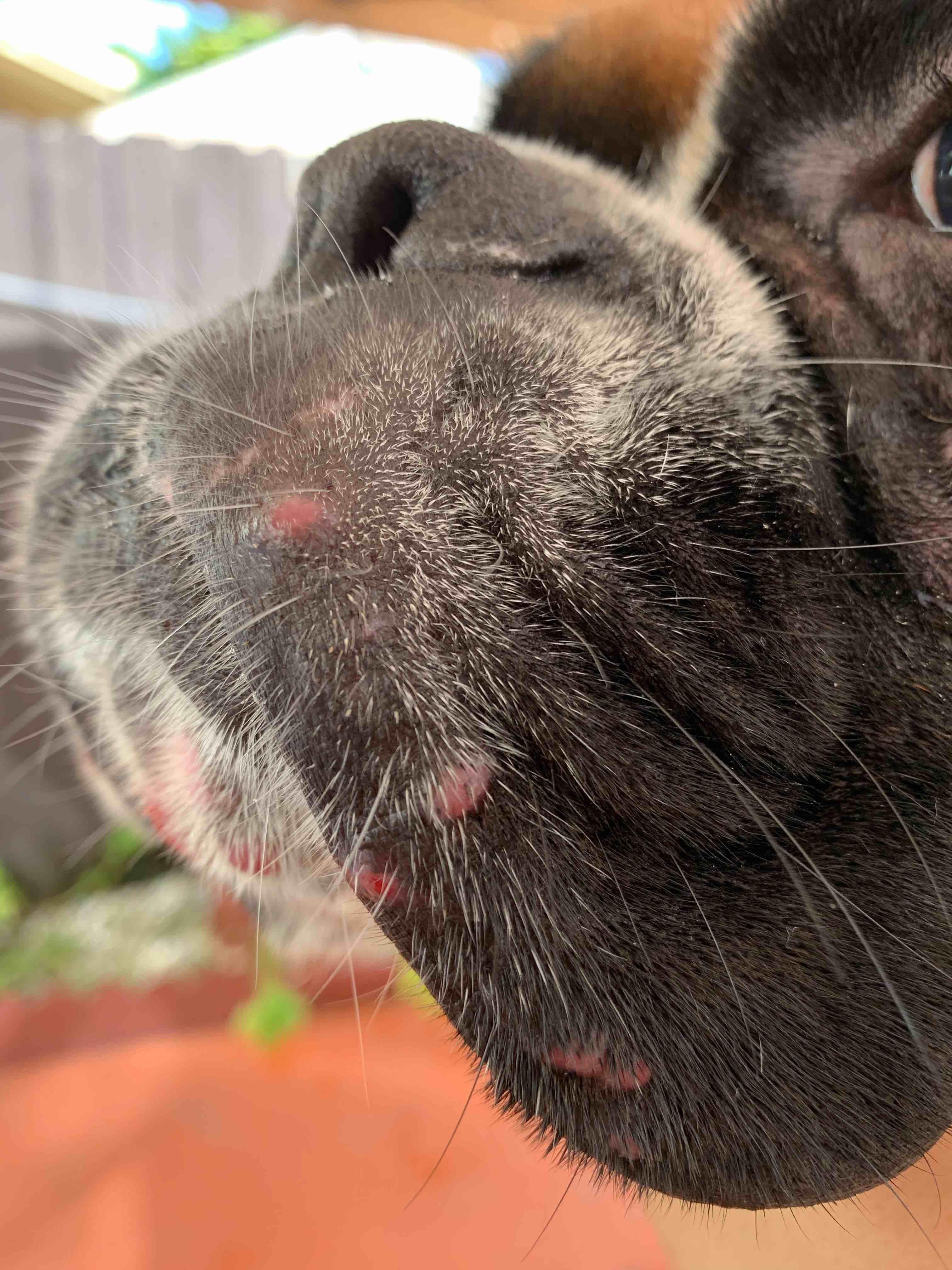 My dog has sores, blisters, and hair loss. Could it be pyoderma? | Petco