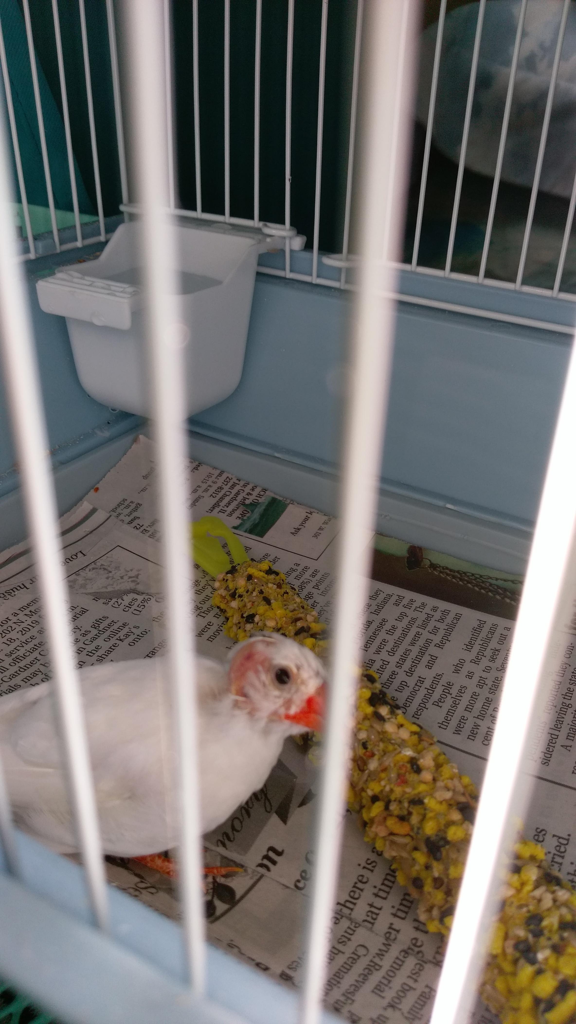 My finch was bullied. How to help her heal & regrow feathers? | Petco