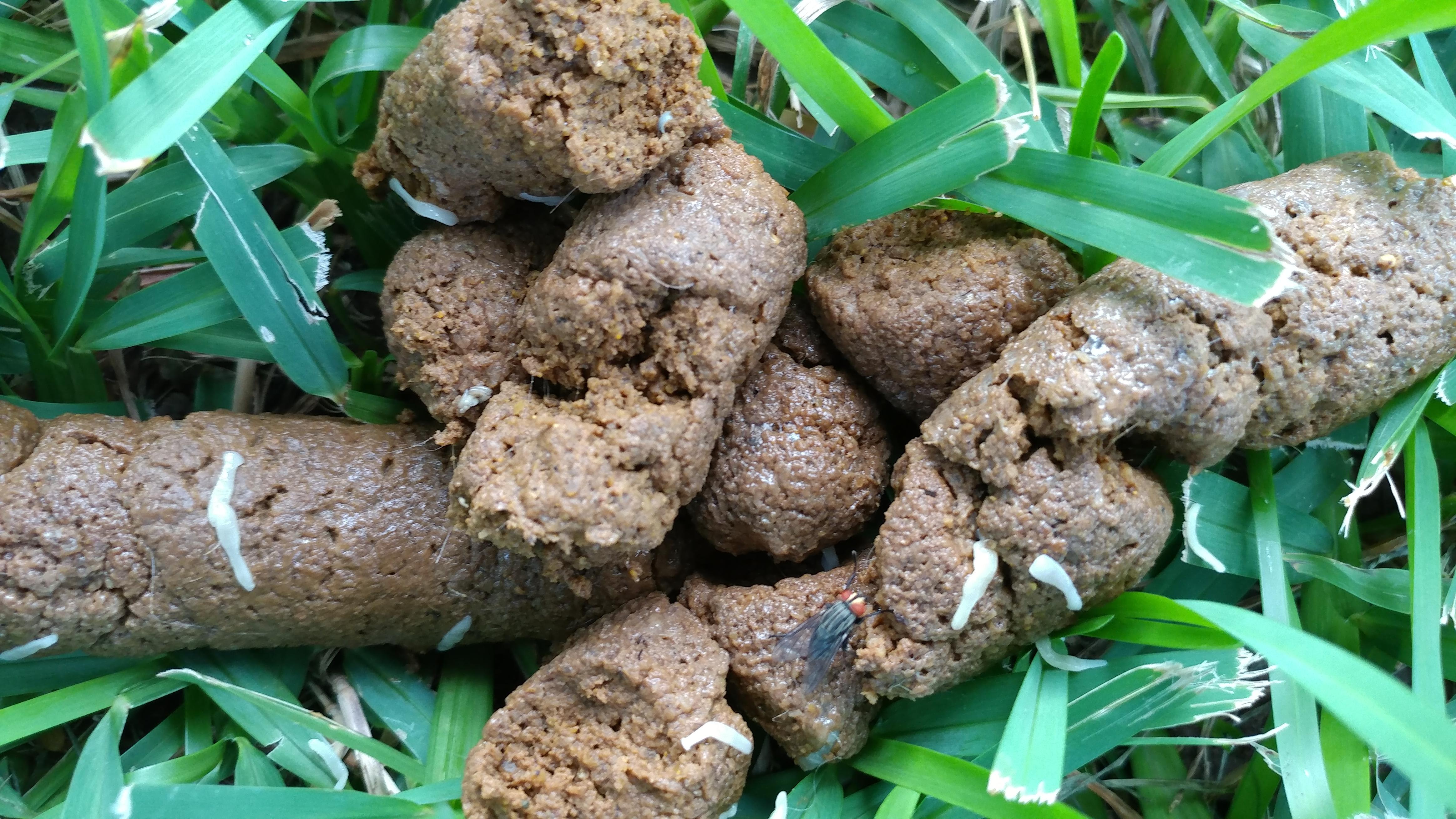 Worms in Your Boarded Dog's Stool? Do You Need to Clean Your Yard? | Petco