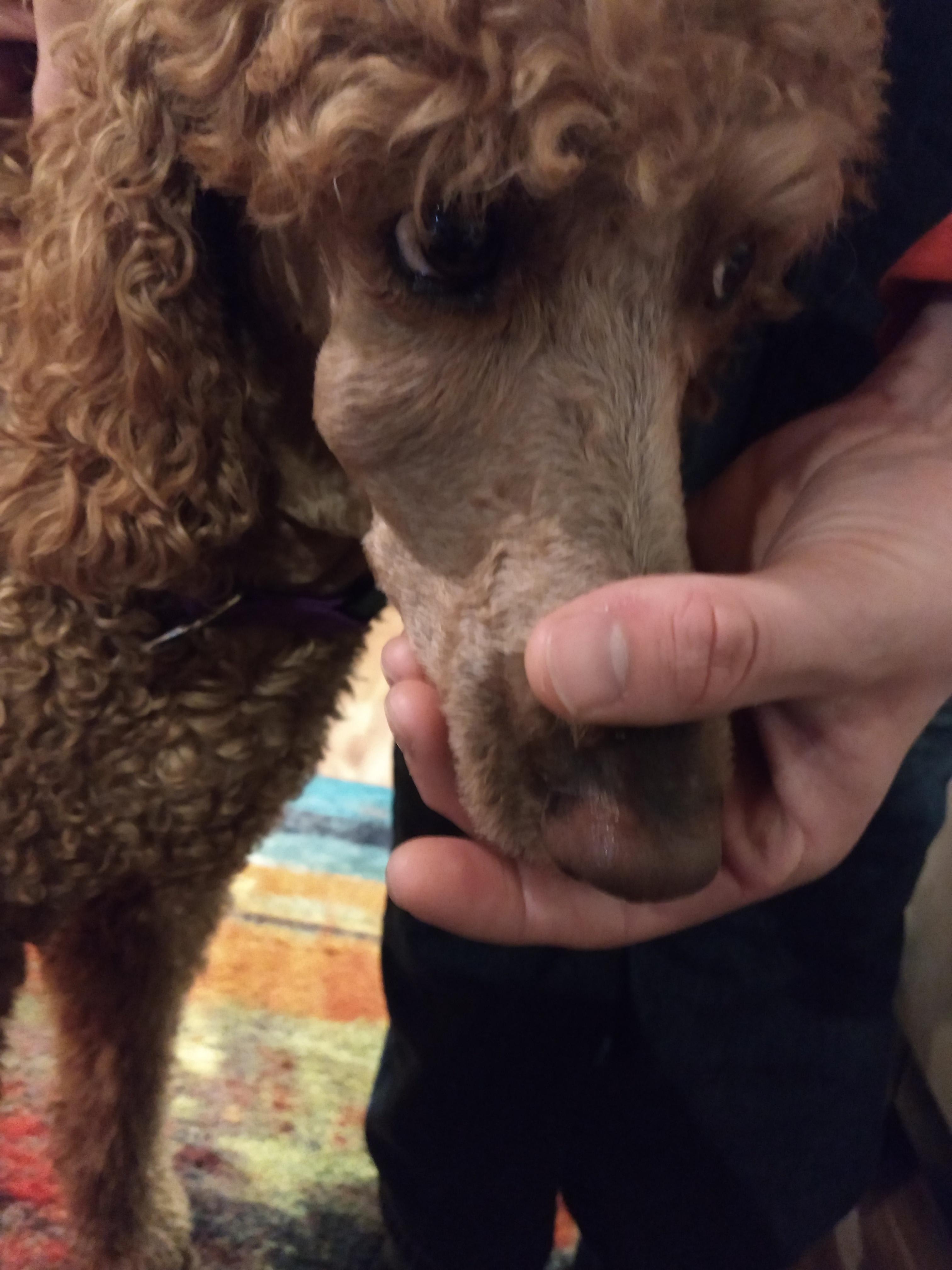 My dog has a growing lump on her face. Is it serious? What to do? | Petco