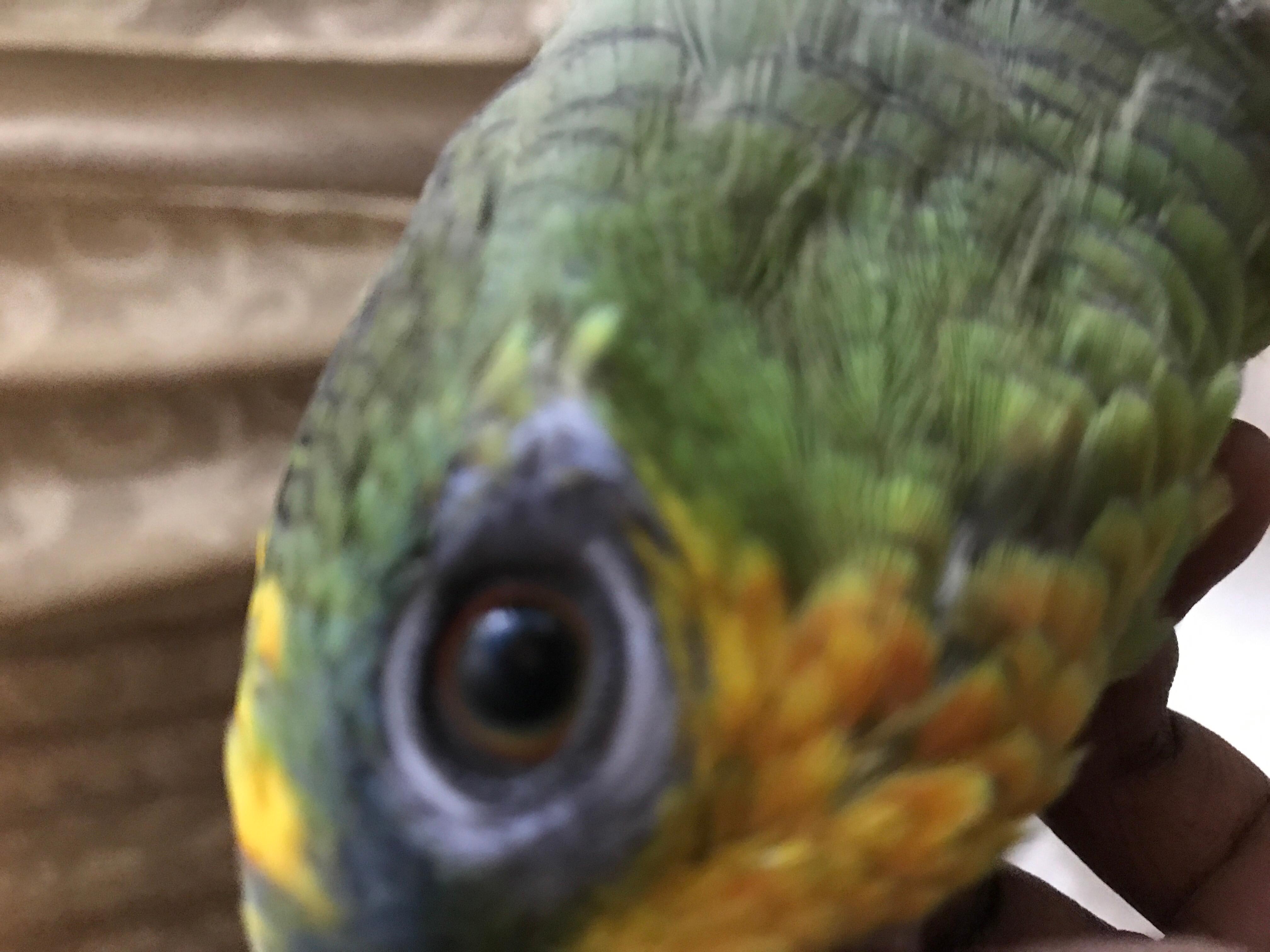 My bird has swollen eyes, runny nose, black poop. See a vet? | Petco