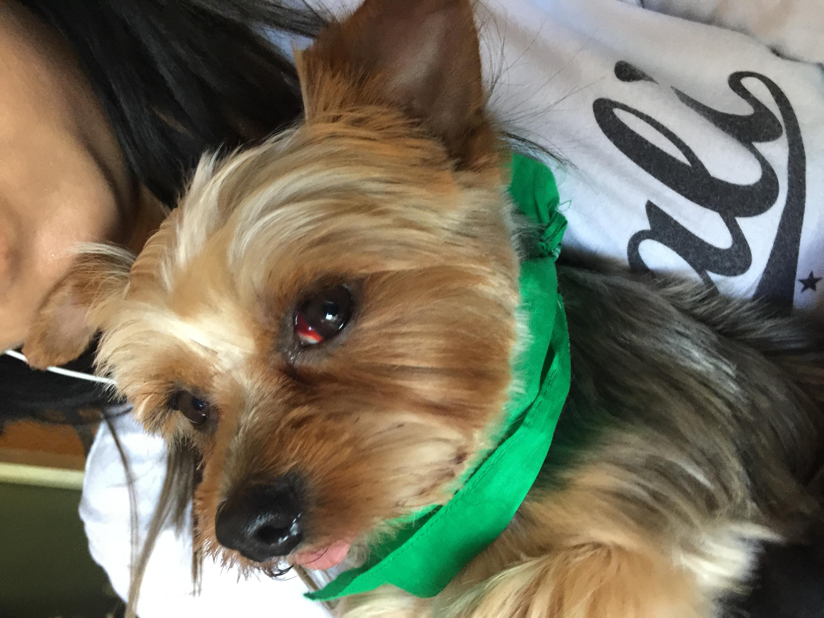 Dog's eye red, swollen, blinking after grooming. Is it serious? | Petco
