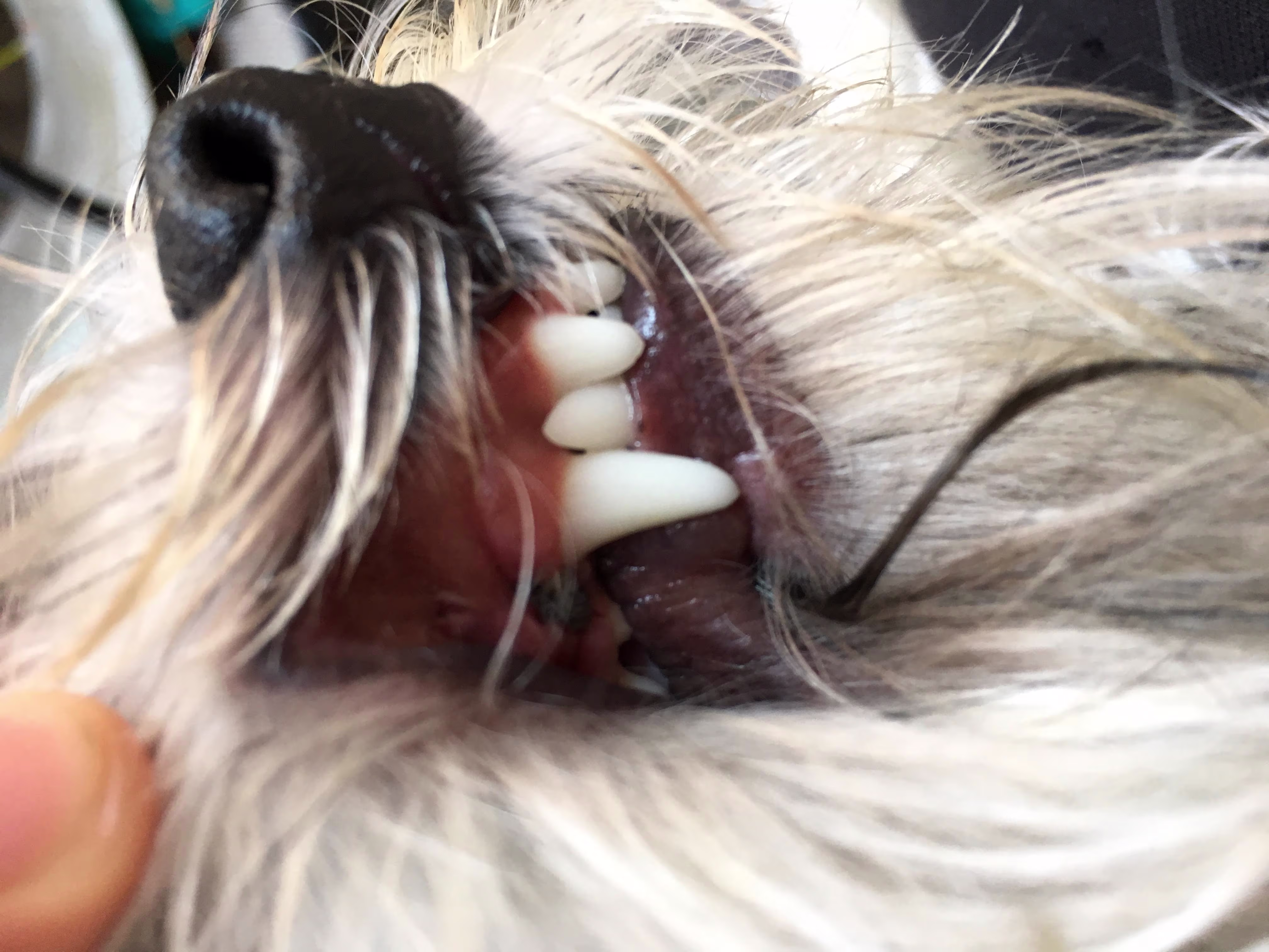 Should I remove lint from my dog's stitches? Infection risk? | Petco