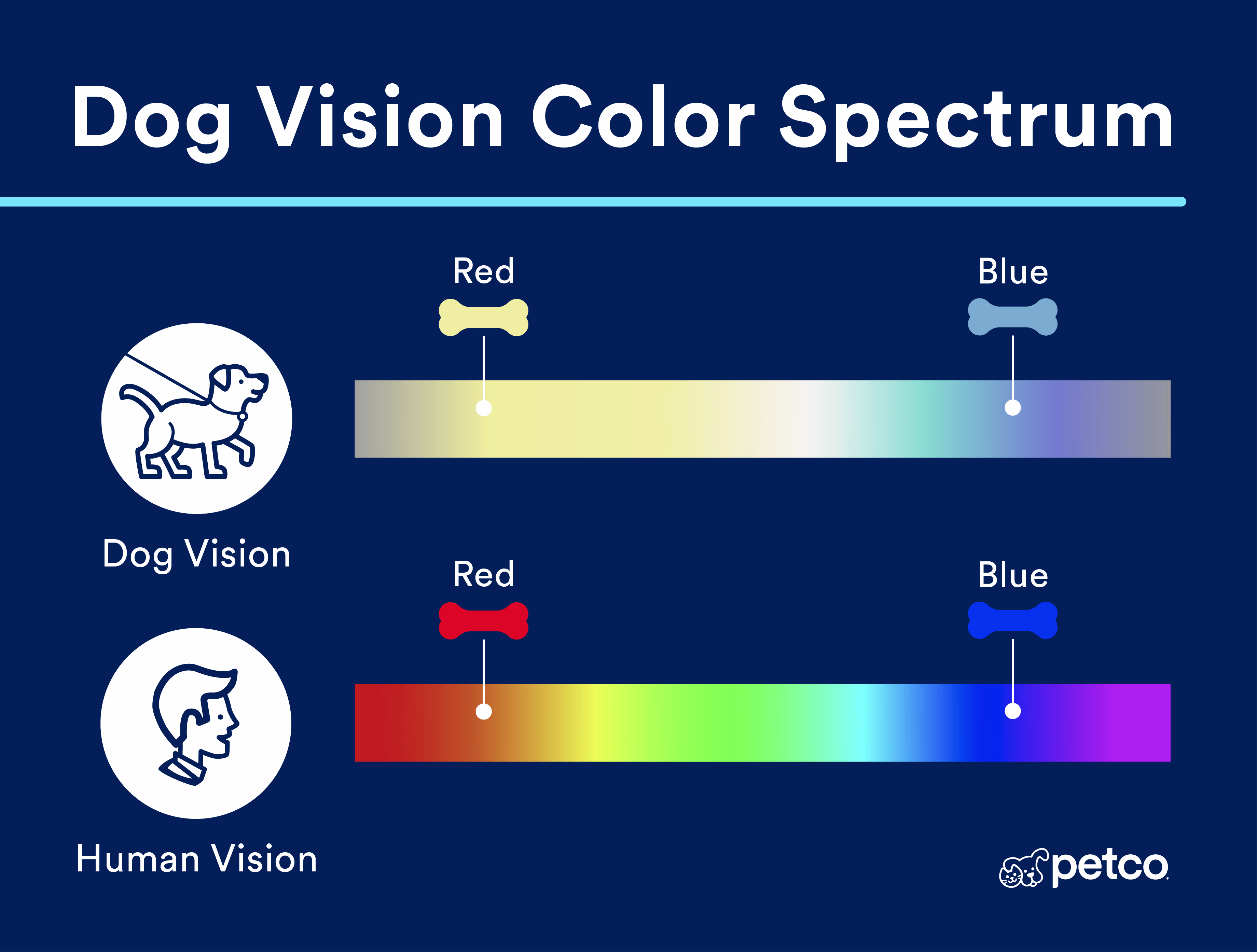 What Colors Can My Dog See? Myths & Facts | Petco