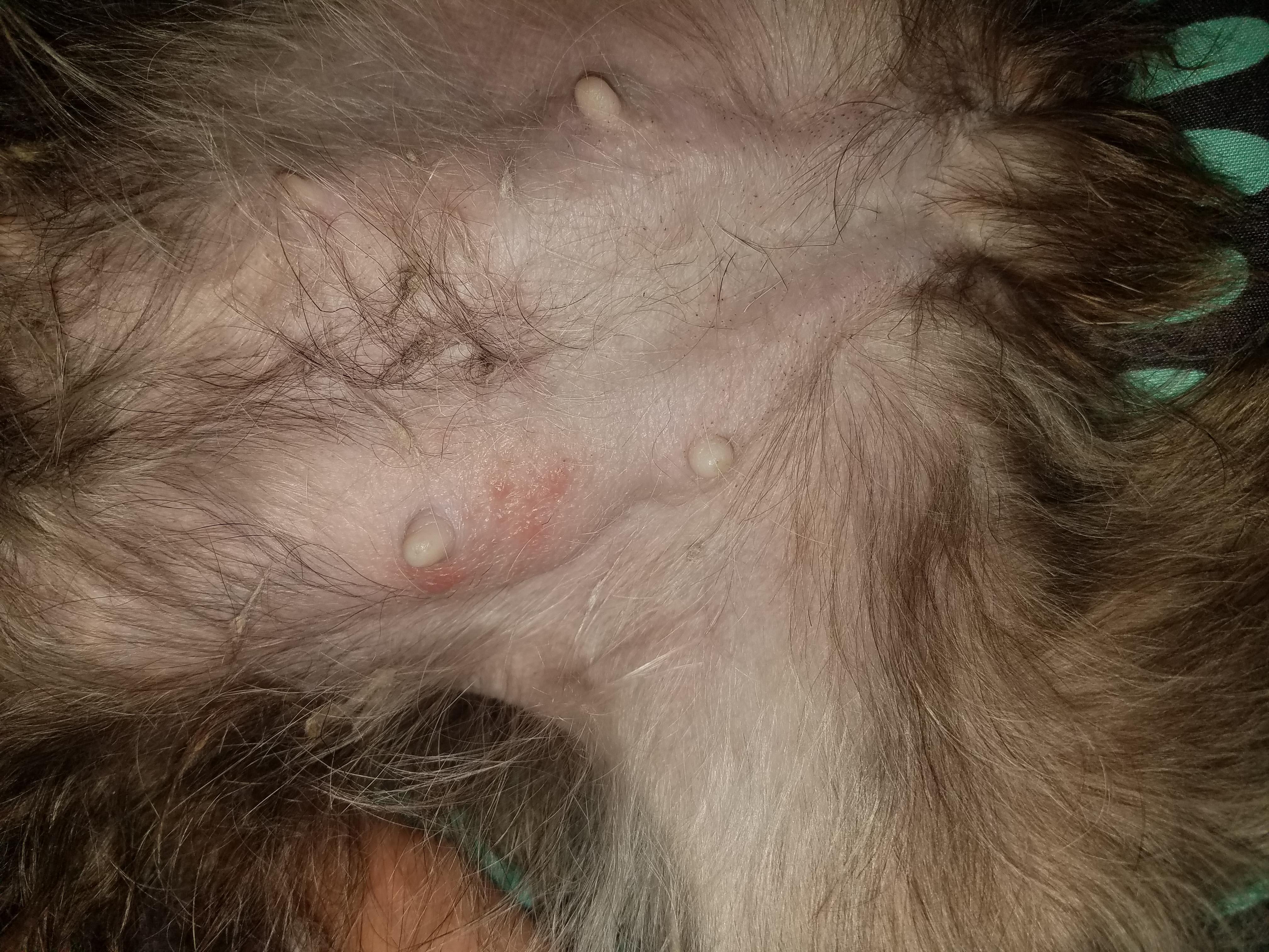 My Dog Has a Belly Rash: Skin Issue or Allergies? Find Out | Petco