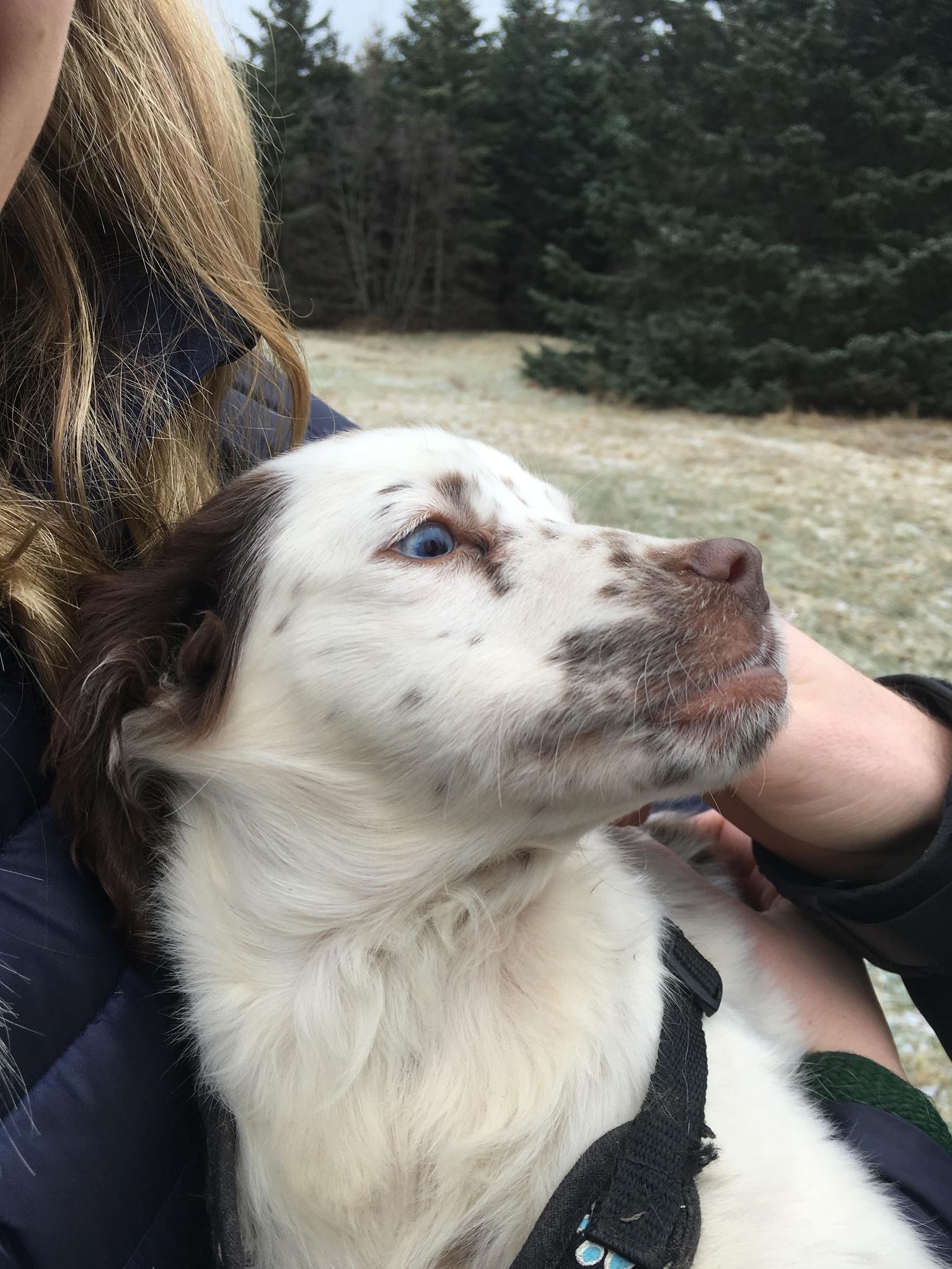 My New Puppy Has an Underbite. Should I Be Concerned? | Petco